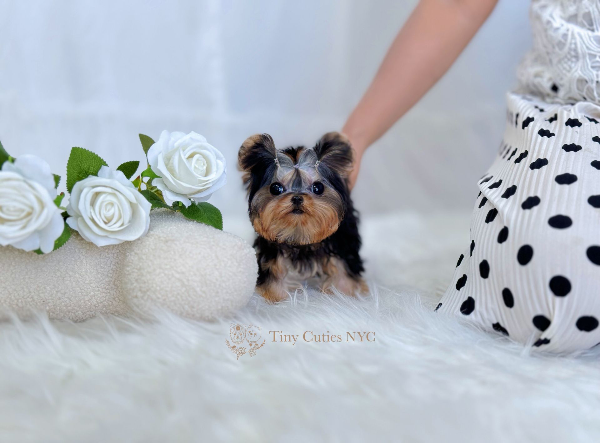 Teacup/Micro Teacup Yorkies | Astoria, NY | Tiny Cuties NYC