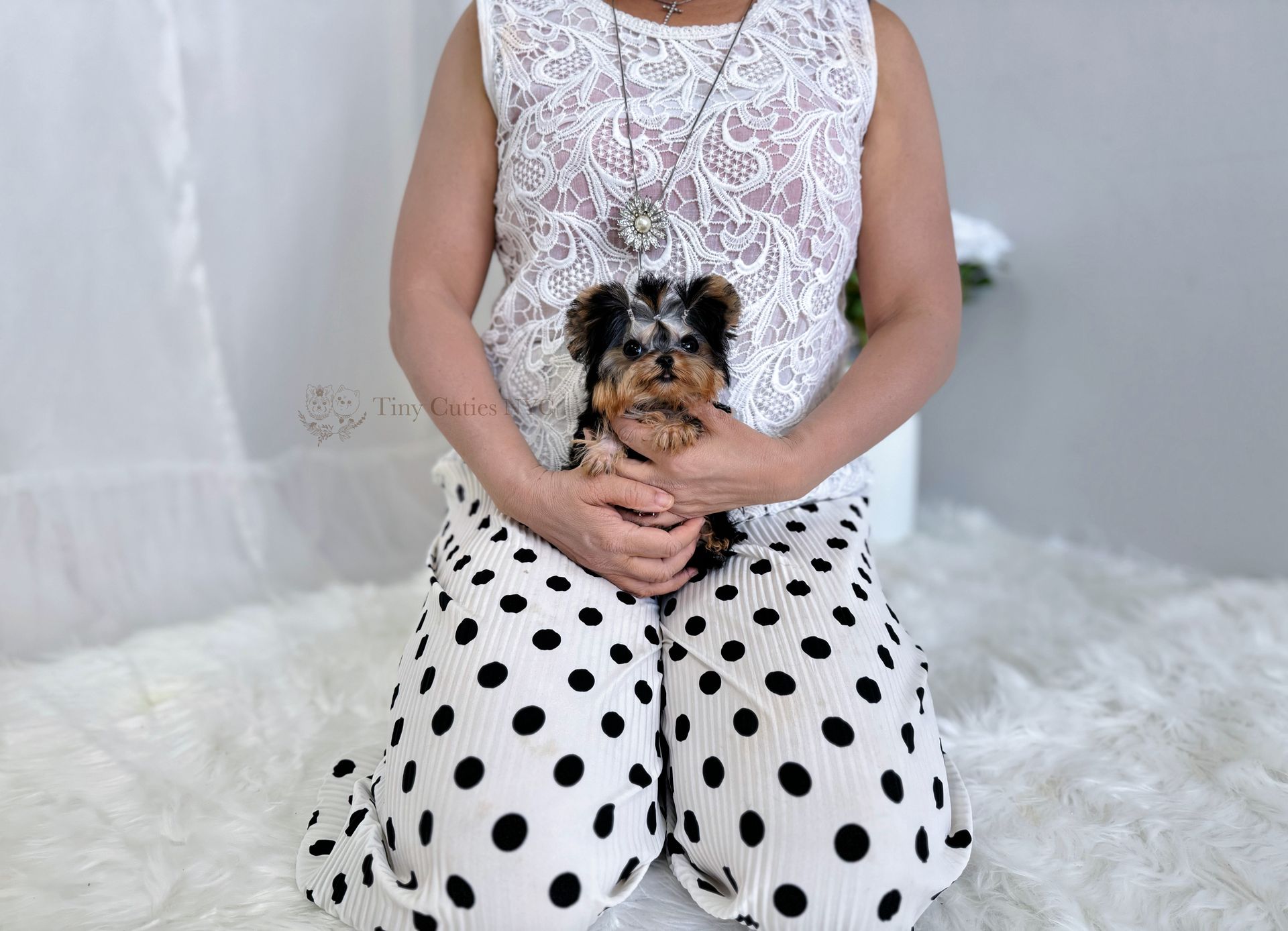 Teacup/Micro Teacup Yorkies | Astoria, NY | Tiny Cuties NYC