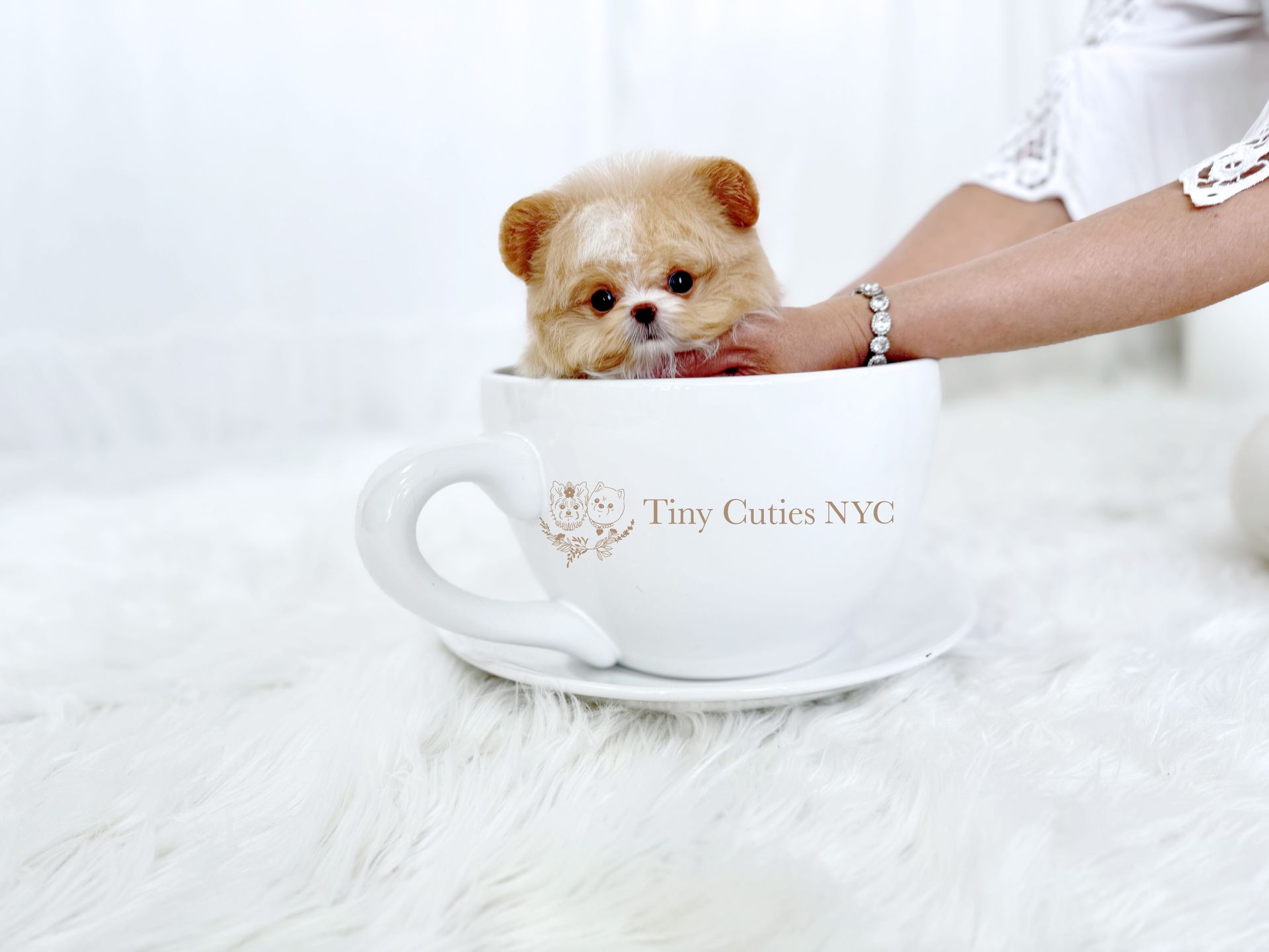 Teacup Puppies | Astoria, NY | Tiny Cuties NYC