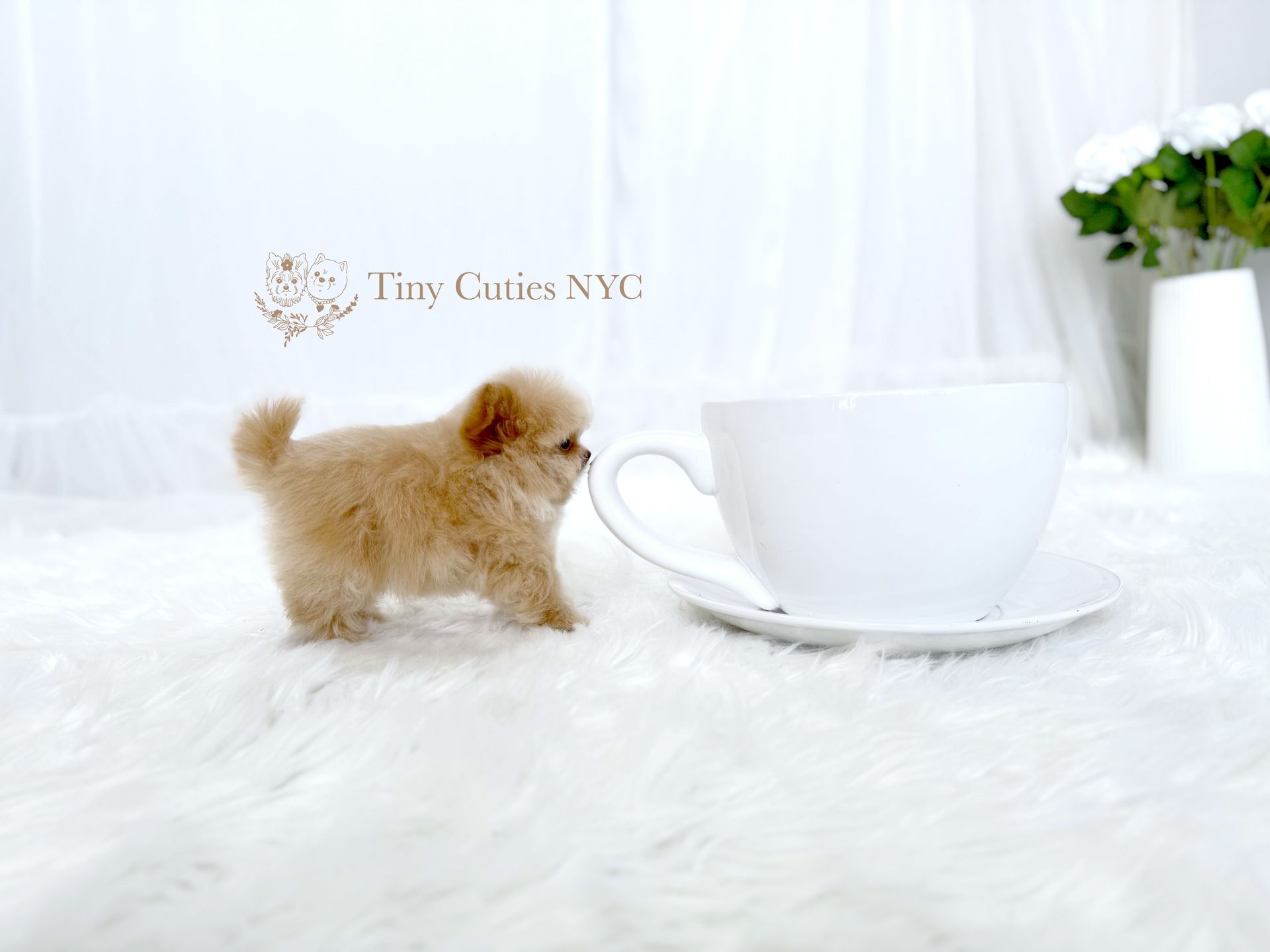 Teacup Puppies | Astoria, NY | Tiny Cuties NYC