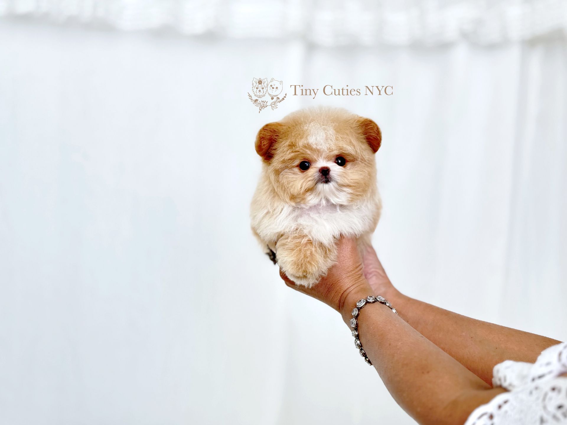 Teacup/Micro Teacup Pomeranian | Astoria, NY | Tiny Cuties NYC