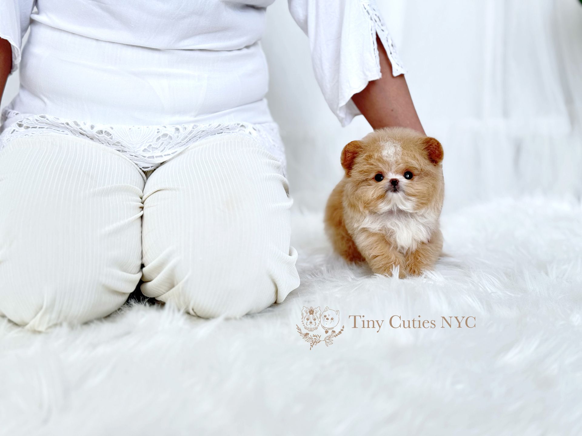 Teacup Puppies | Astoria, NY | Tiny Cuties NYC