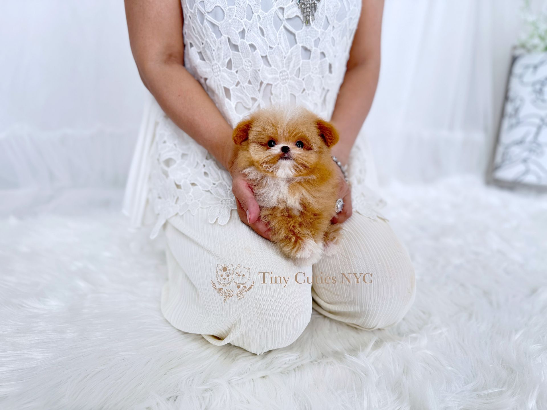 Teacup Puppies | Astoria, NY | Tiny Cuties NYC