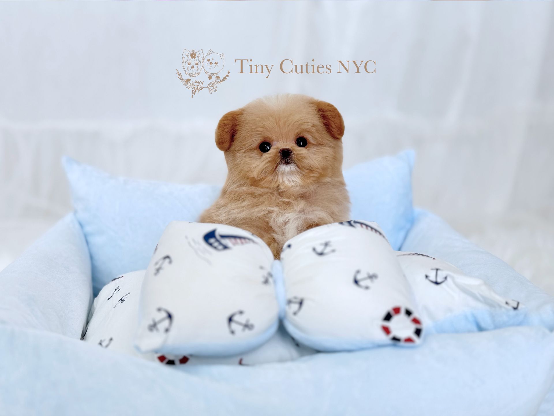 Teacup Puppies | Astoria, NY | Tiny Cuties NYC