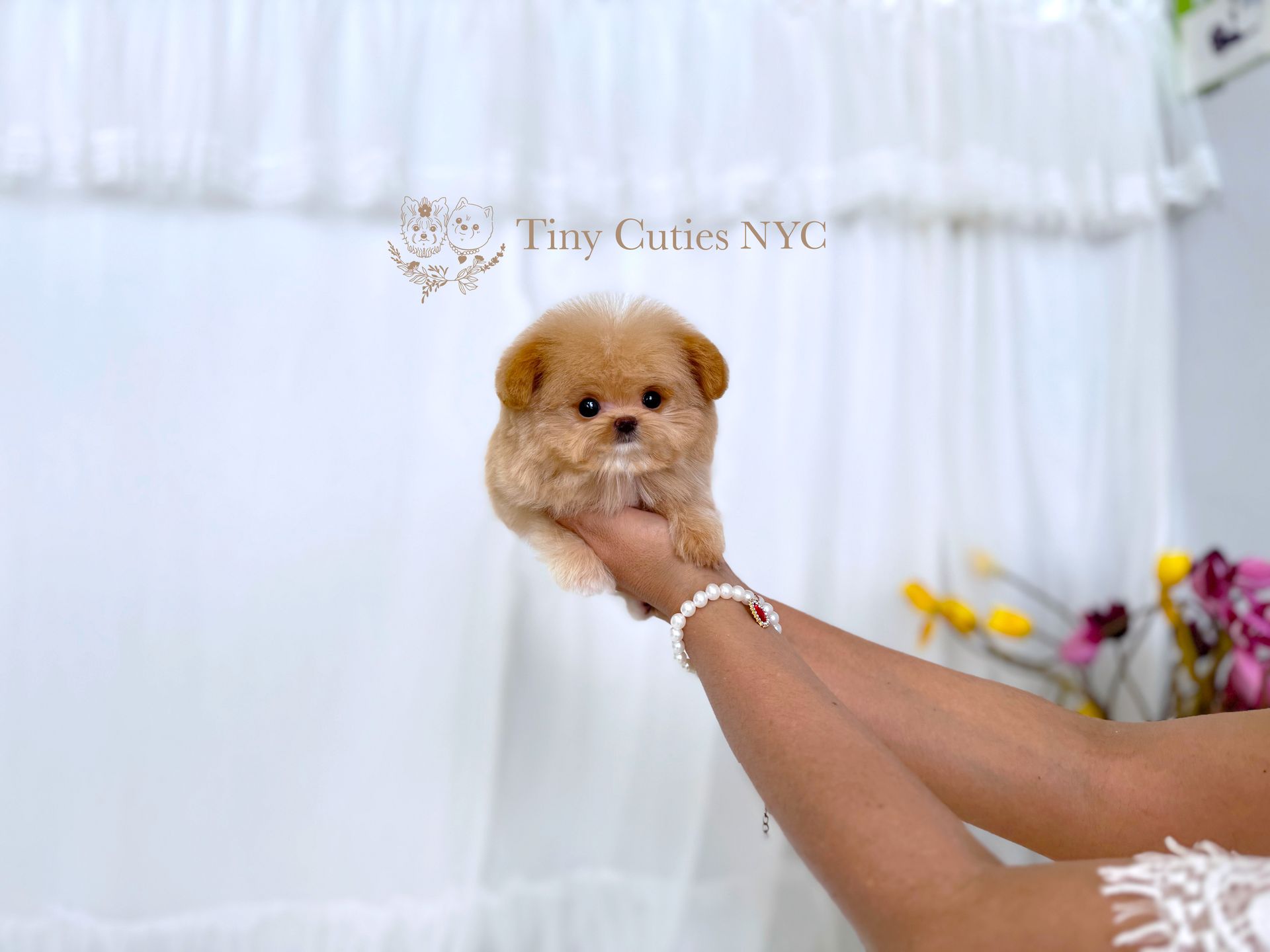 Teacup Puppies | Astoria, NY | Tiny Cuties NYC