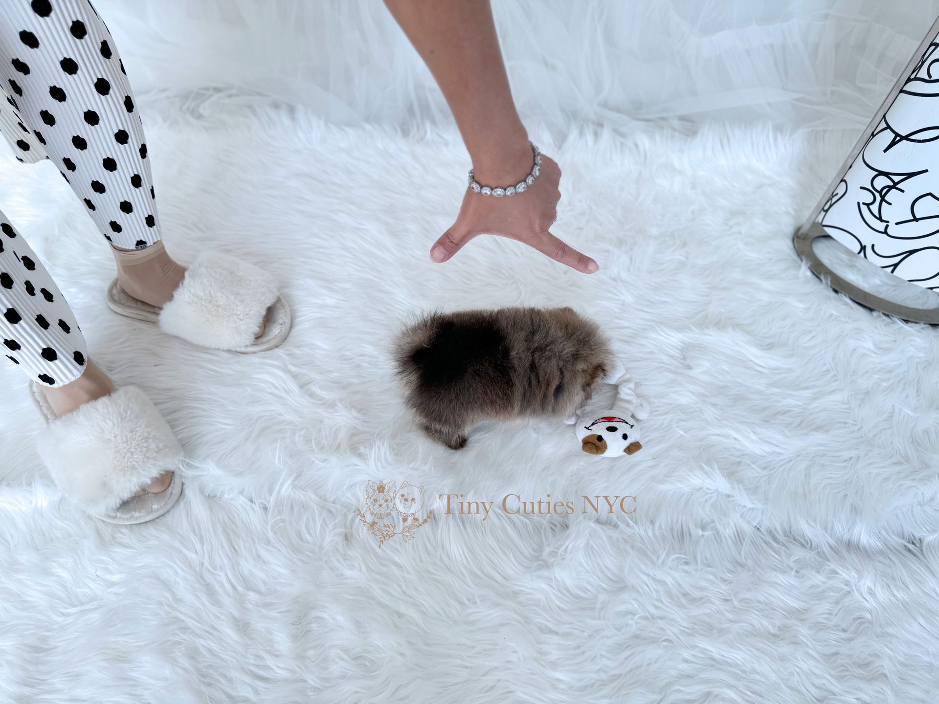 Teacup/Micro Teacup Pomeranian | Astoria, NY | Tiny Cuties NYC