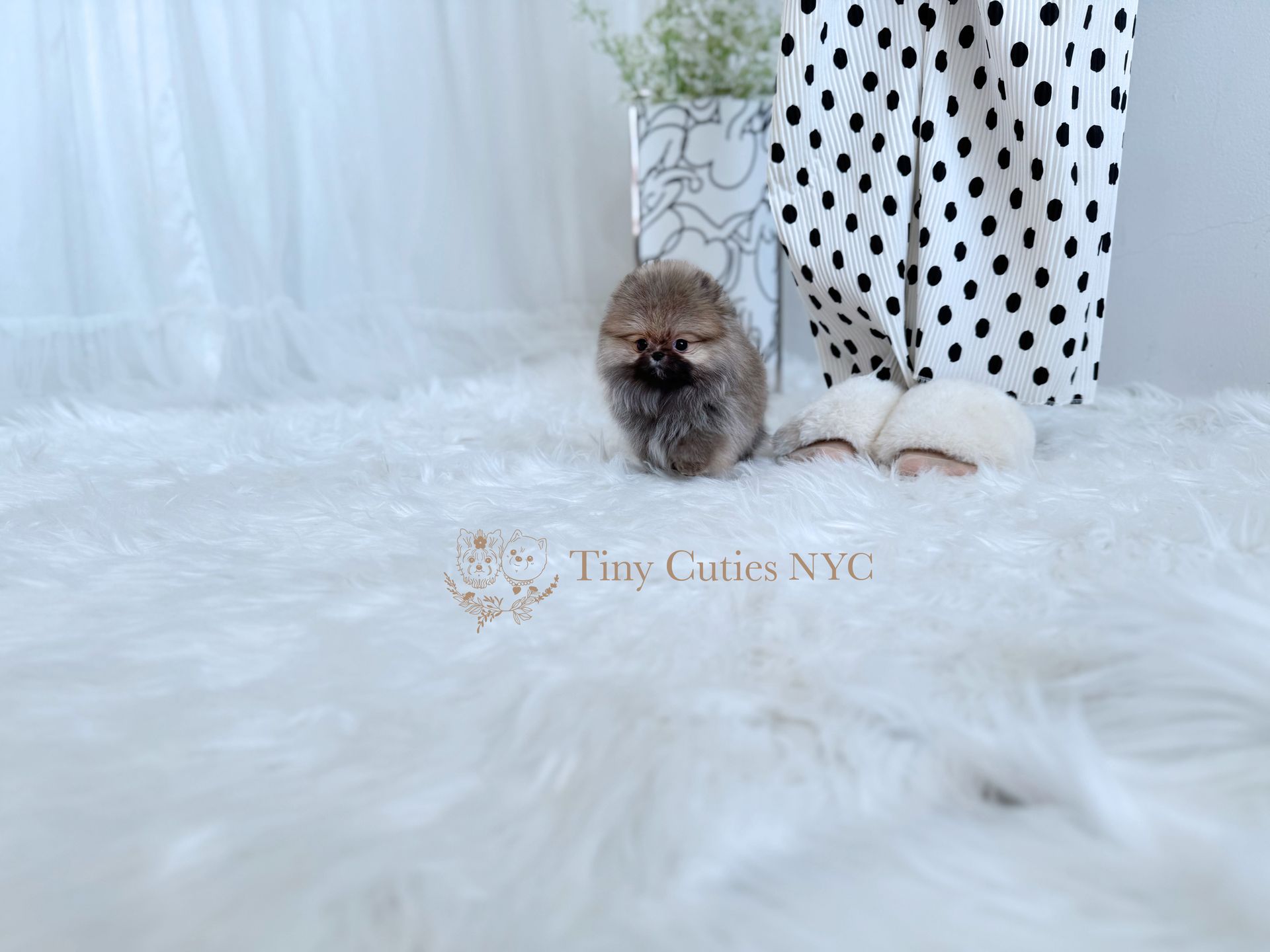 Teacup/Micro Teacup Pomeranian | Astoria, NY | Tiny Cuties NYC