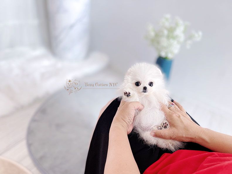 Teacup/Micro Teacup Pomeranian | Astoria, NY | Tiny Cuties NYC