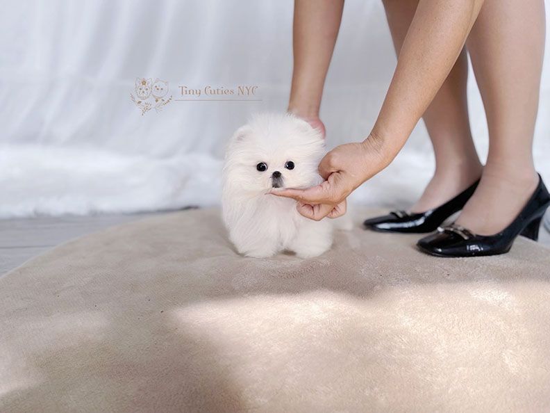Teacup/Micro Teacup Pomeranian | Astoria, NY | Tiny Cuties NYC