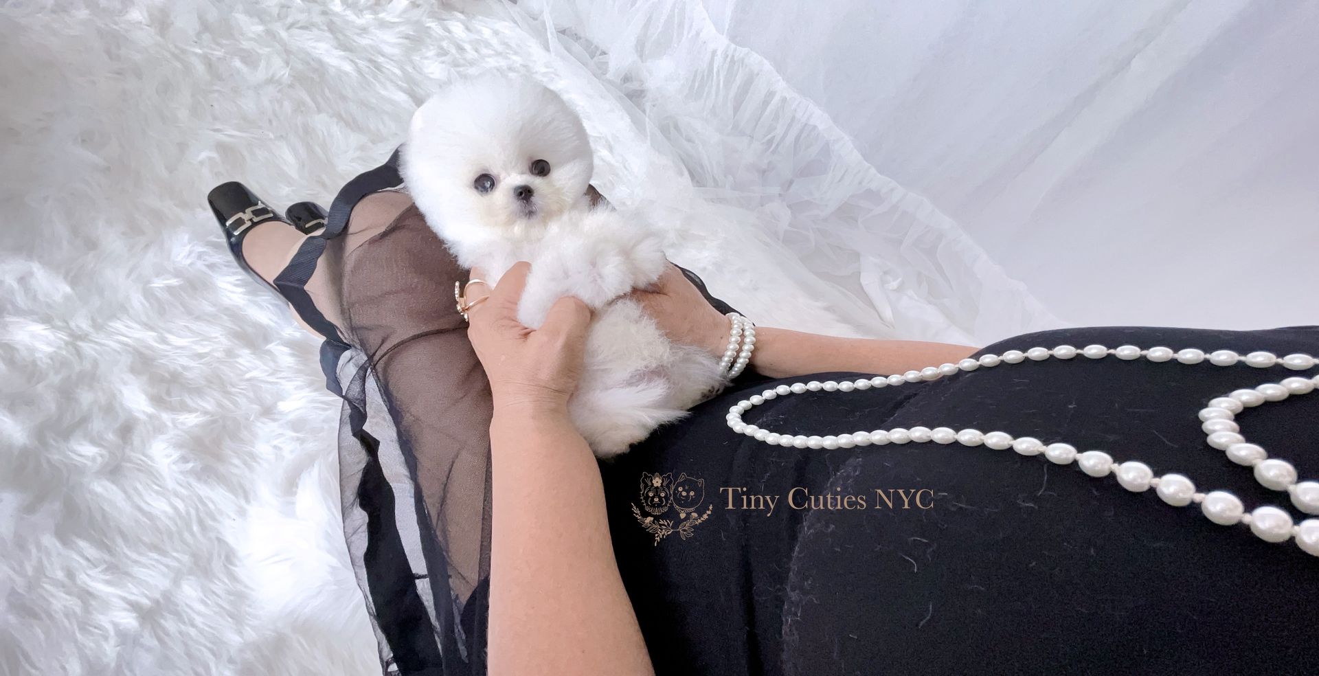 Teacup/Micro Teacup Pomeranian | Astoria, NY | Tiny Cuties NYC
