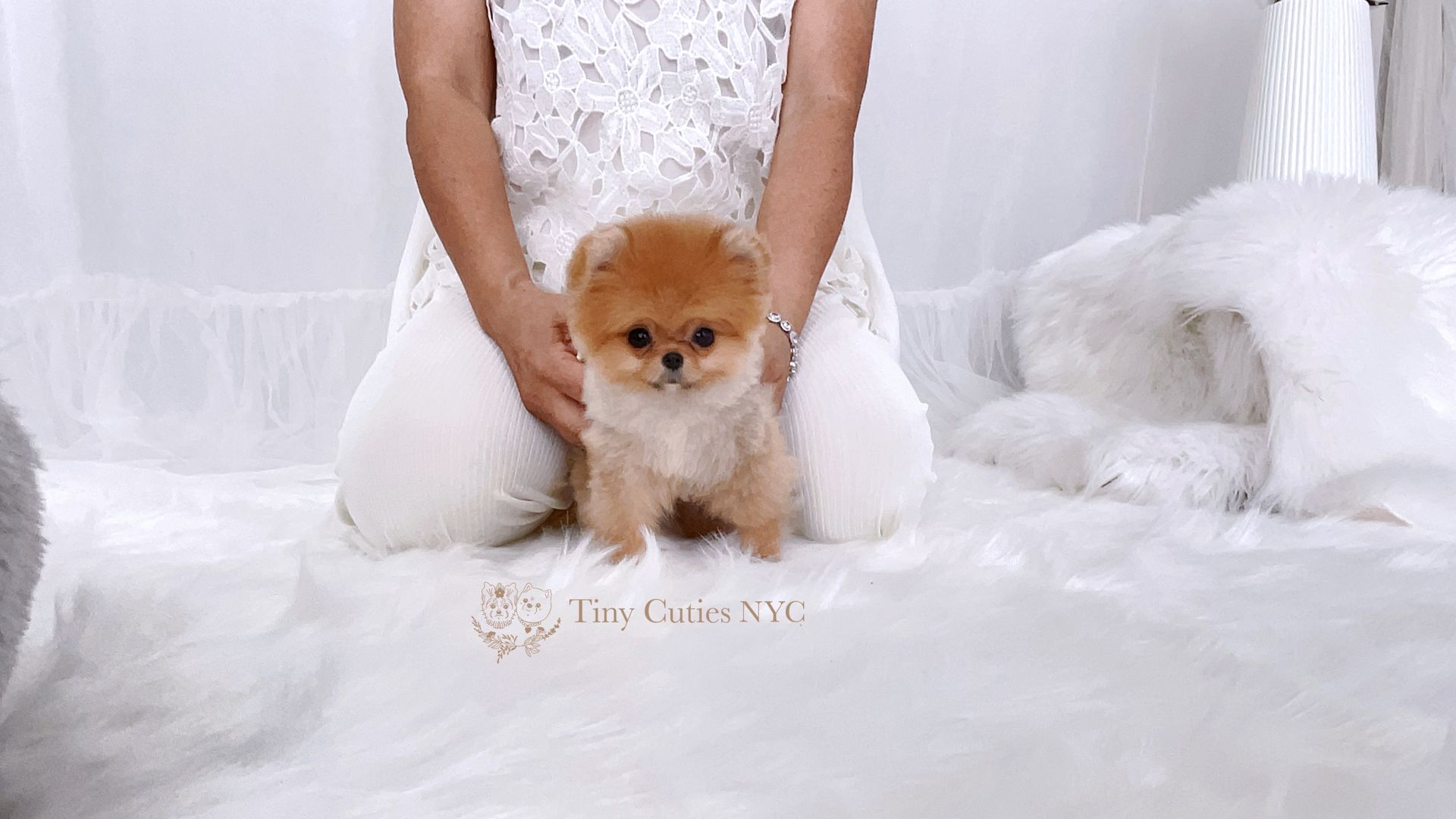 Teacup/Micro Teacup Pomeranian | Astoria, NY | Tiny Cuties NYC