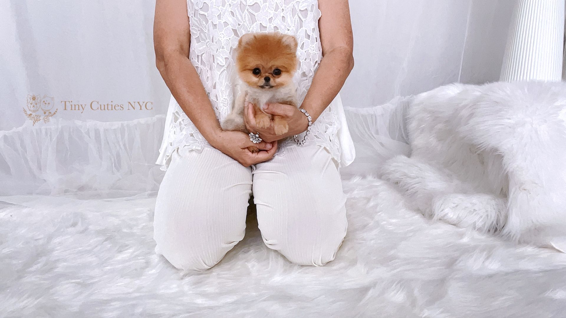 Teacup/Micro Teacup Pomeranian | Astoria, NY | Tiny Cuties NYC