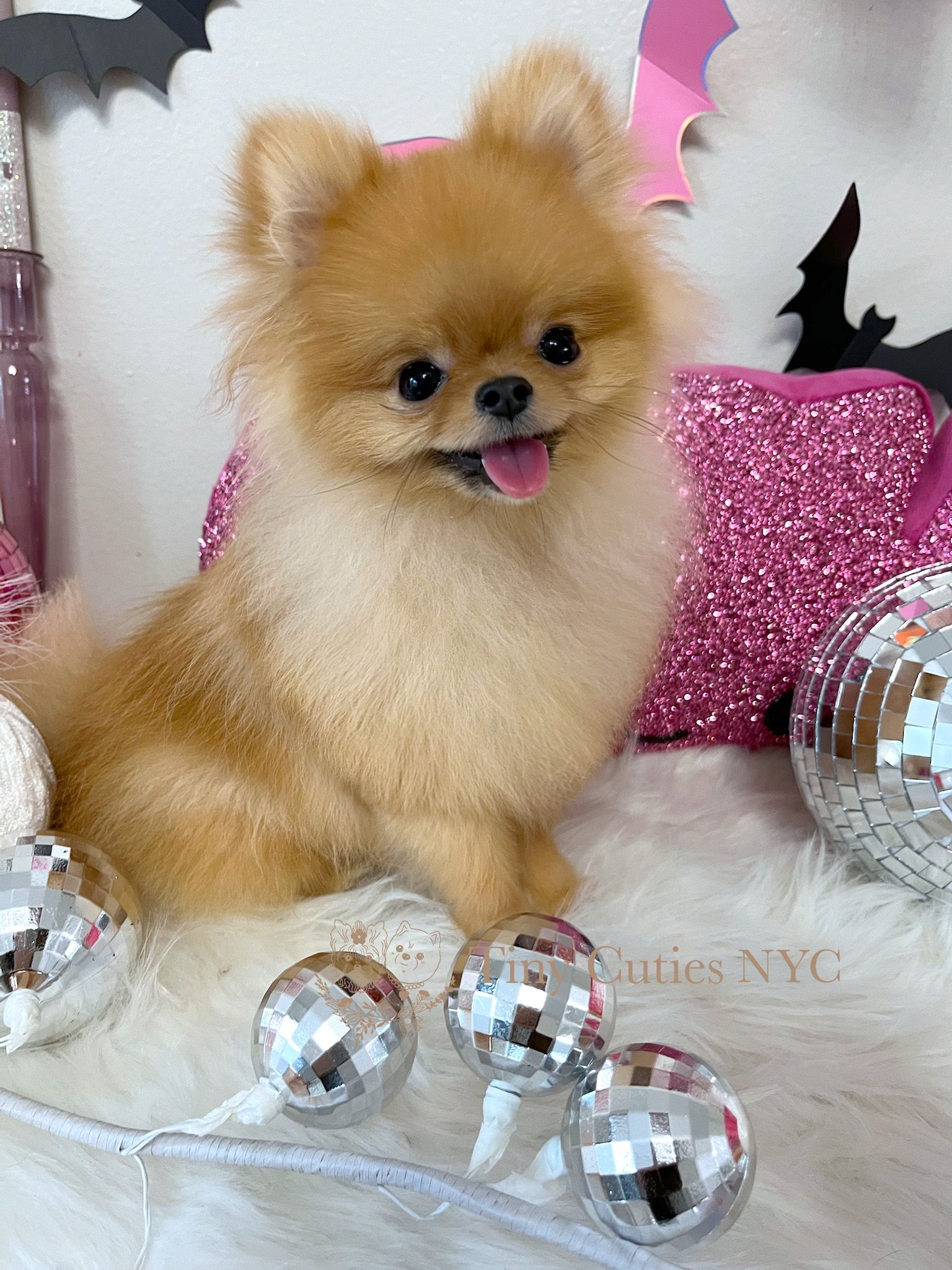 Teacup/Micro Teacup Pomeranian | Astoria, NY | Tiny Cuties NYC