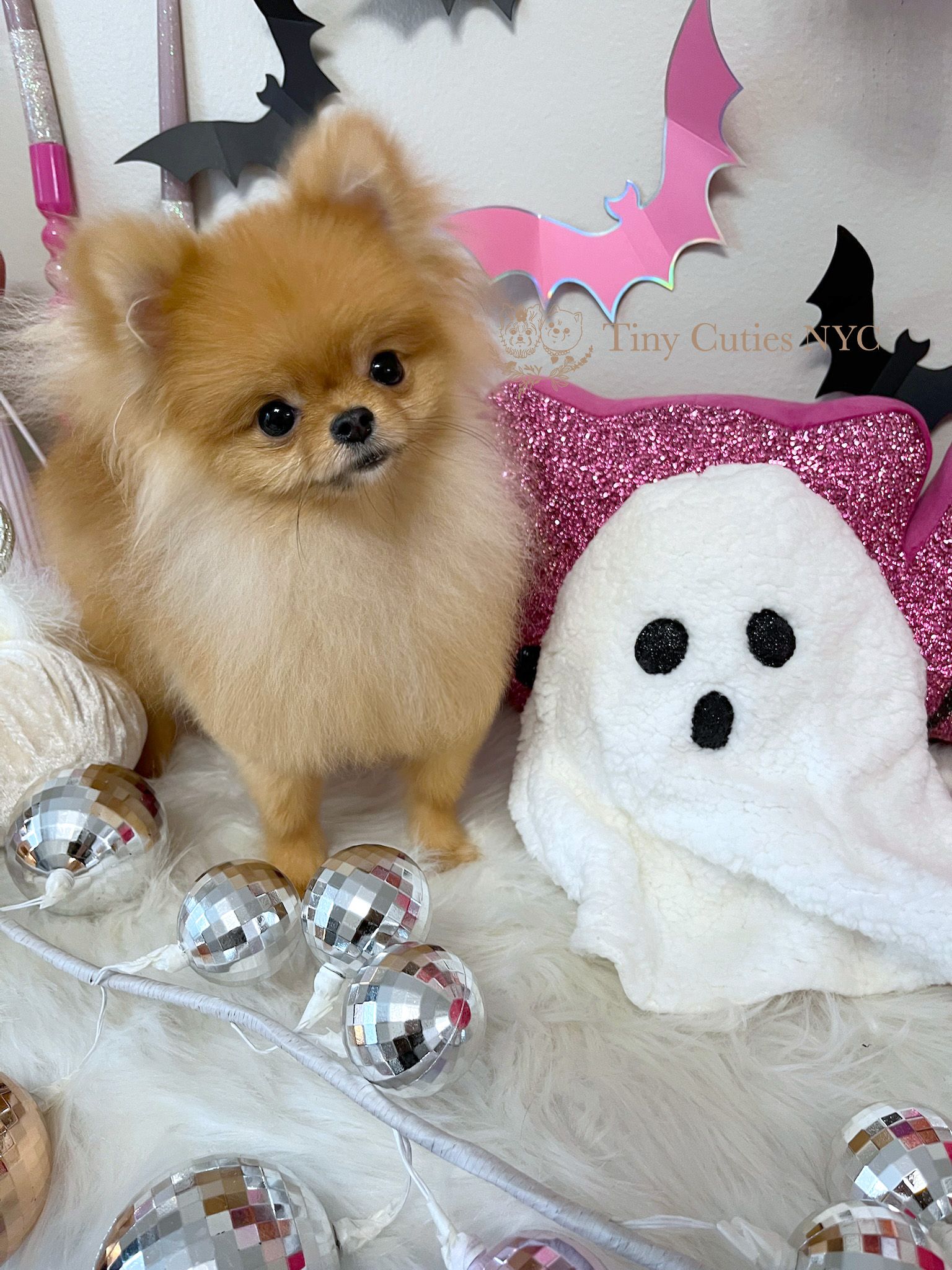 Teacup/Micro Teacup Pomeranian | Astoria, NY | Tiny Cuties NYC