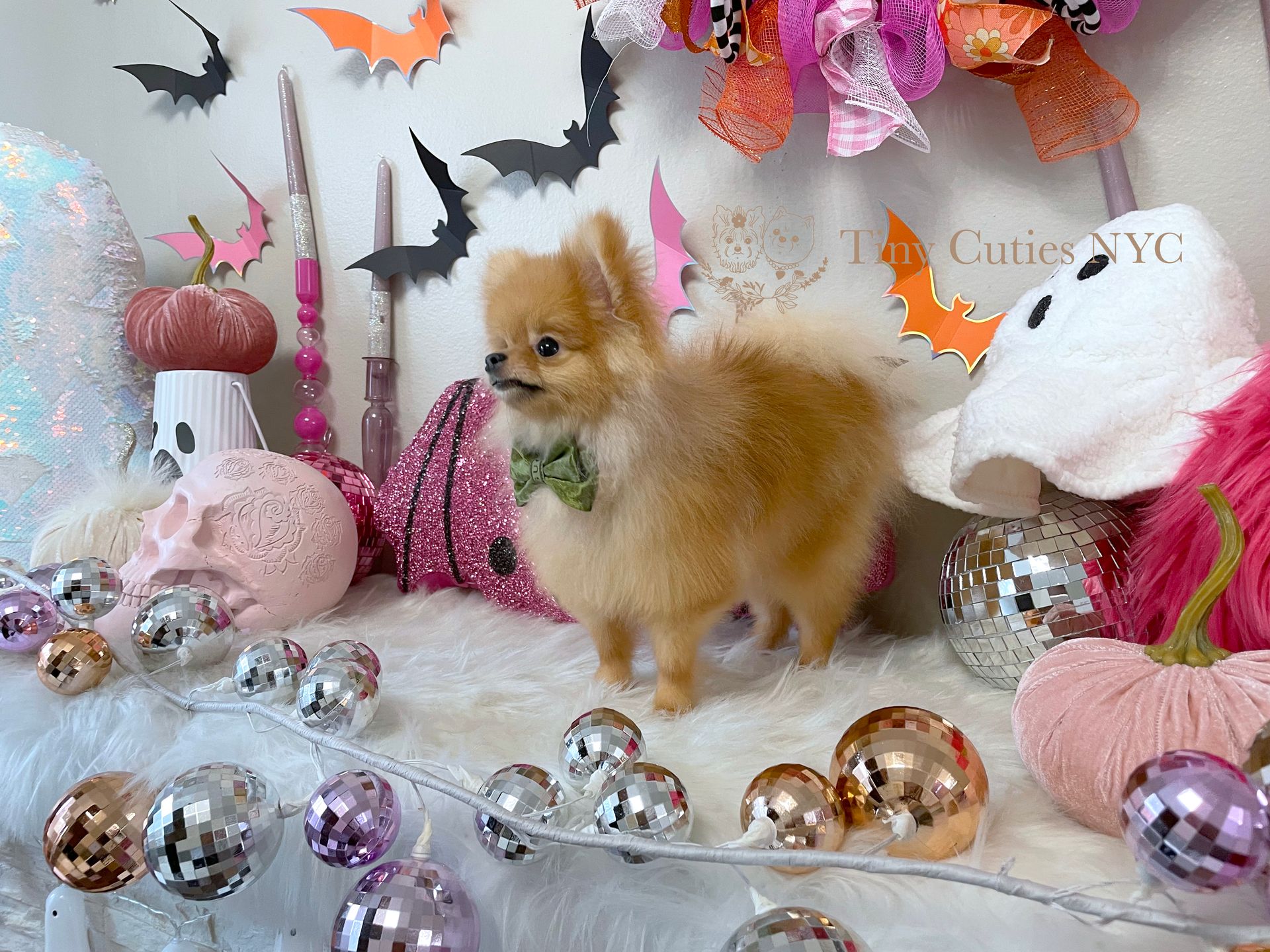 Teacup/Micro Teacup Pomeranian | Astoria, NY | Tiny Cuties NYC