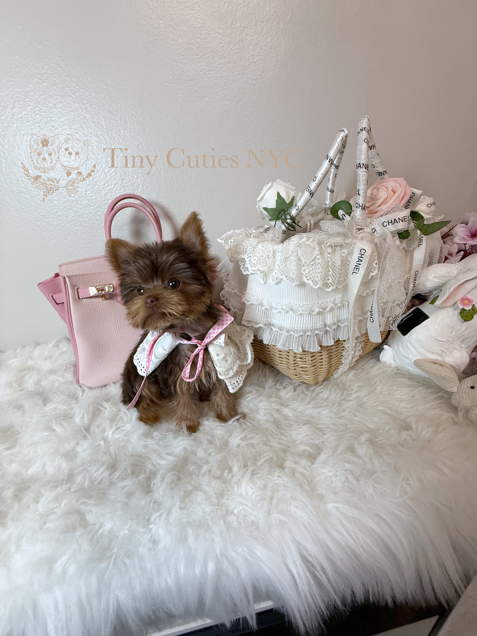 Teacup/Micro Teacup Yorkies | Astoria, NY | Tiny Cuties NYC