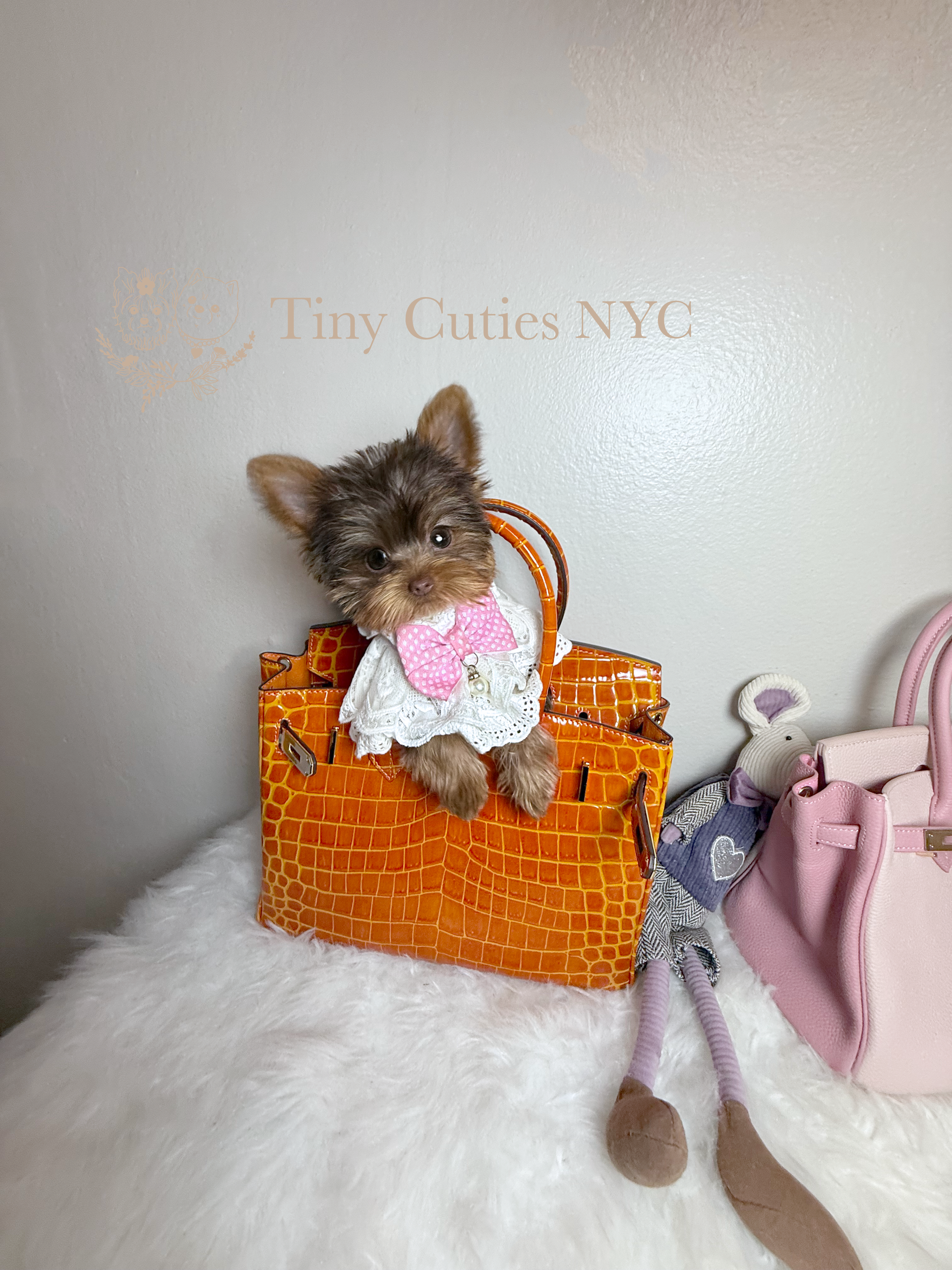 Teacup/Micro Teacup Yorkies | Astoria, NY | Tiny Cuties NYC
