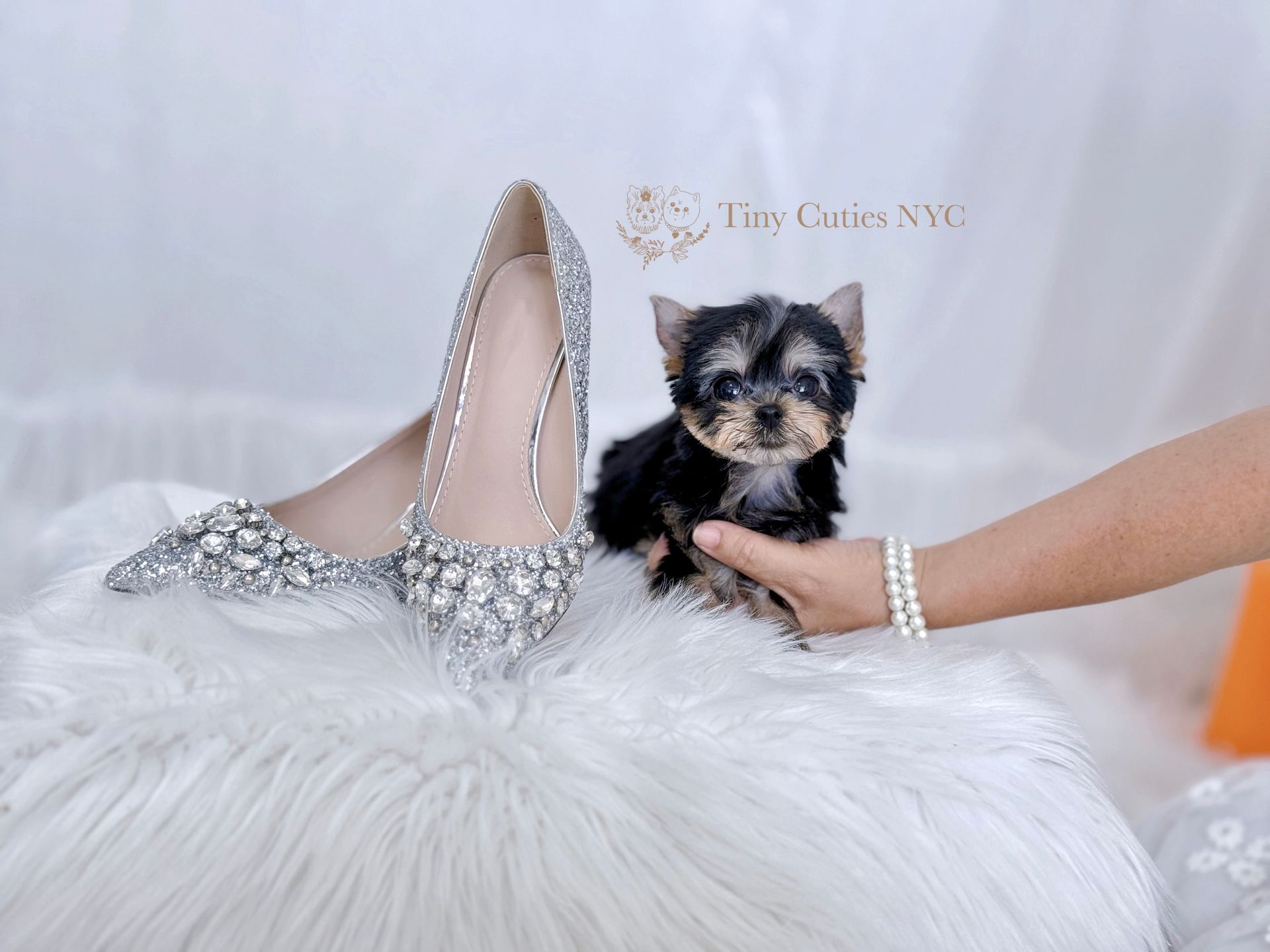 Teacup/Micro Teacup Yorkies | Astoria, NY | Tiny Cuties NYC