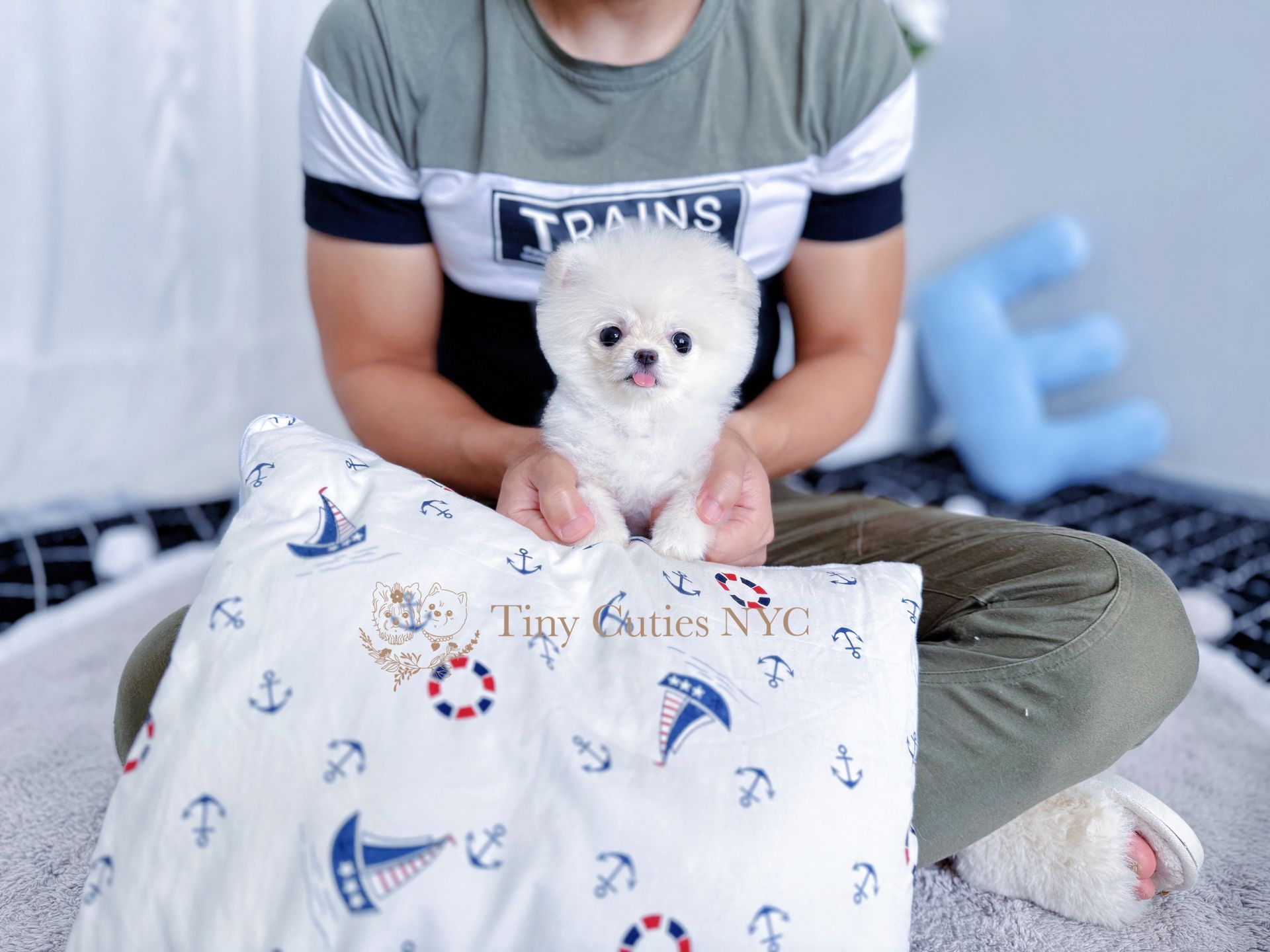 Teacup/Micro Teacup Pomeranian | Astoria, NY | Tiny Cuties NYC