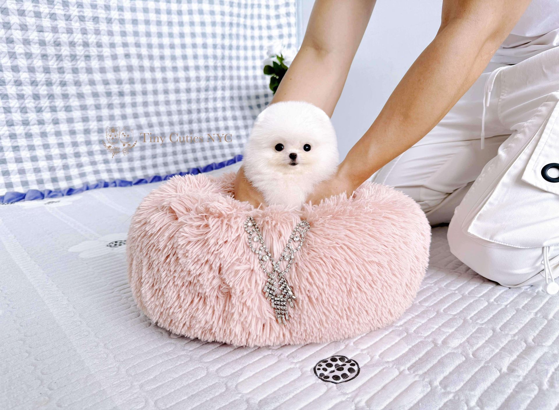 Teacup/Micro Teacup Pomeranian | Astoria, NY | Tiny Cuties NYC