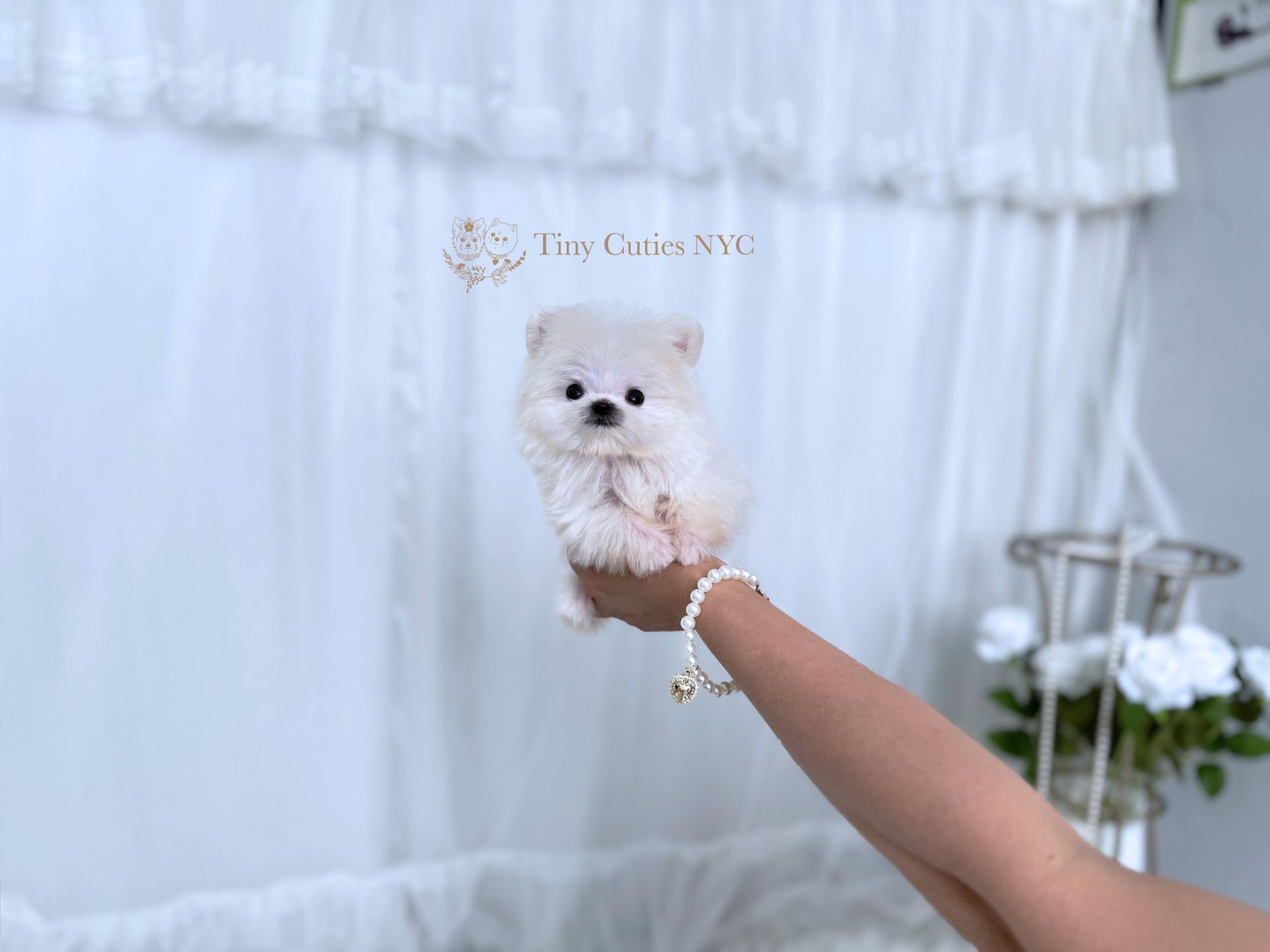 Teacup Puppies | Astoria, NY | Tiny Cuties NYC