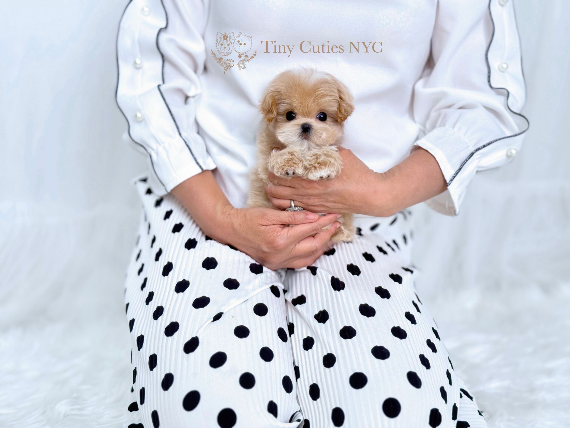 Teacup/Micro Teacup Maltipoos | Astoria, NY | Tiny Cuties NYC