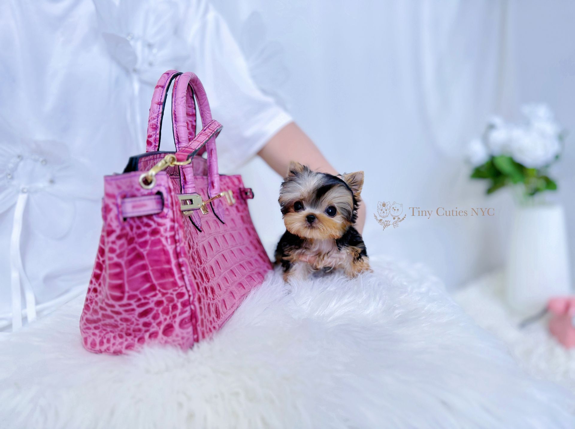 Teacup/Micro Teacup Yorkies | Astoria, NY | Tiny Cuties NYC