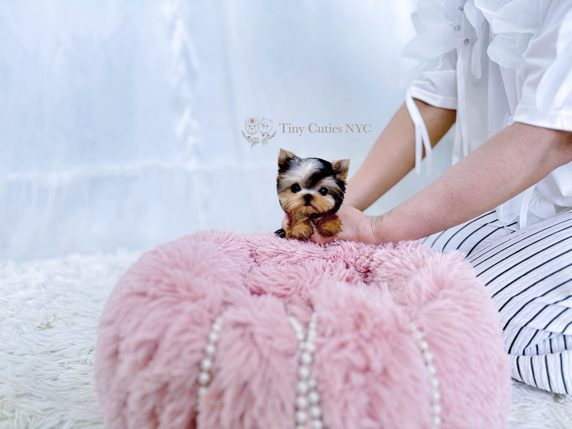 Teacup/Micro Teacup Yorkies | Astoria, NY | Tiny Cuties NYC