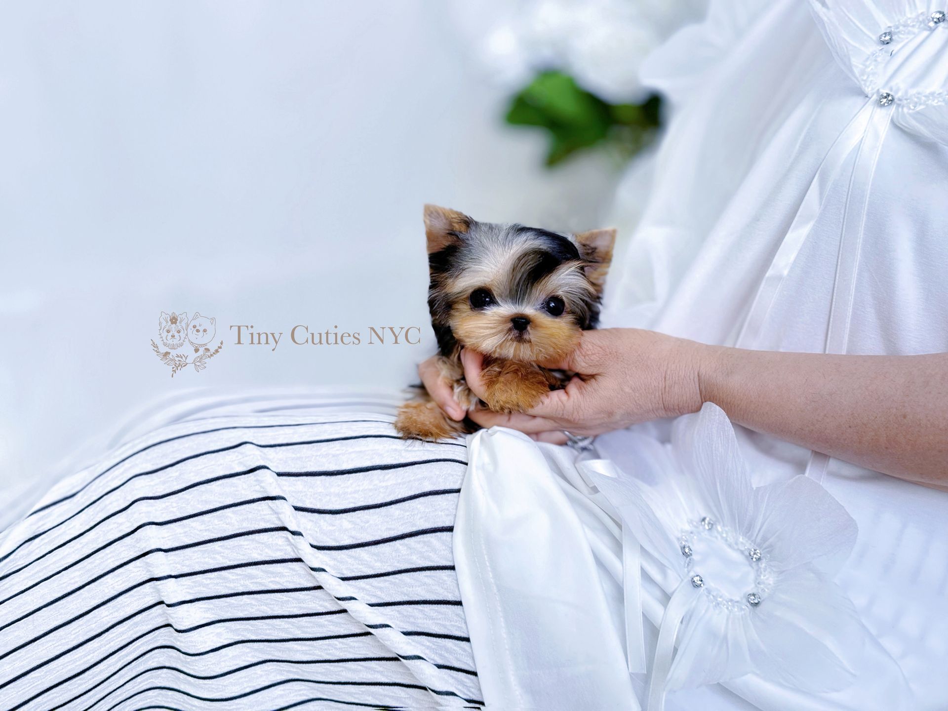 Teacup/Micro Teacup Yorkies | Astoria, NY | Tiny Cuties NYC