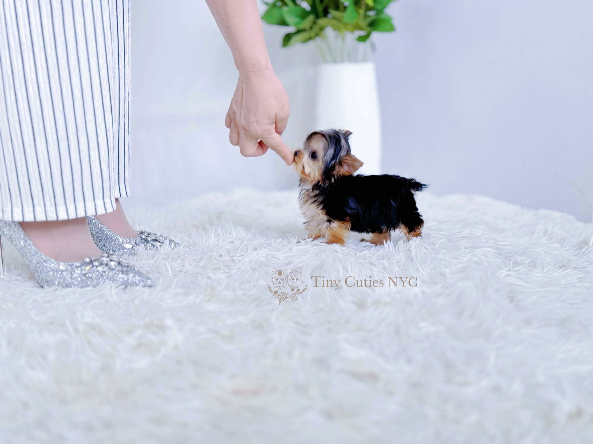 Teacup/Micro Teacup Yorkies | Astoria, NY | Tiny Cuties NYC