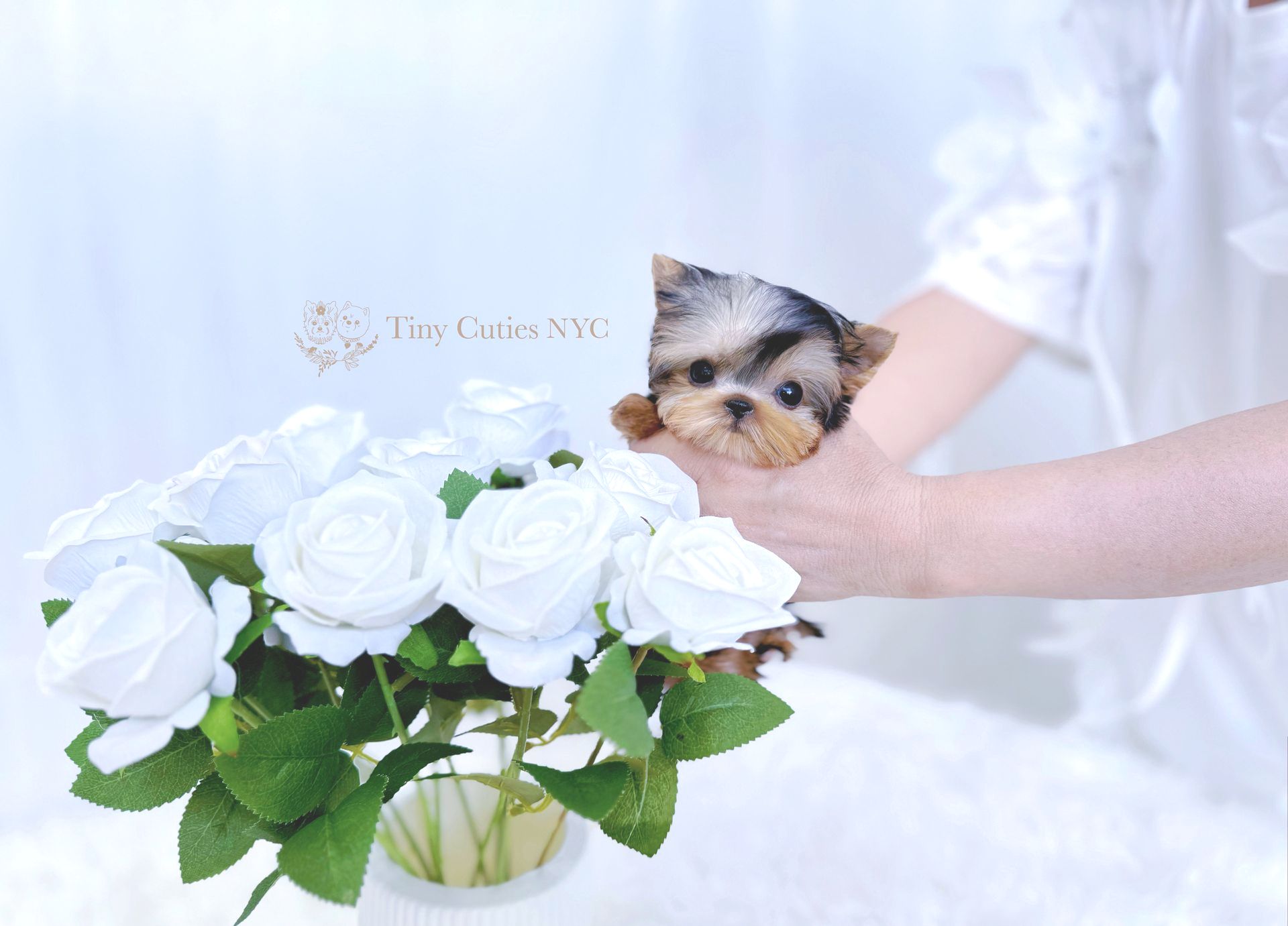 Teacup/Micro Teacup Yorkies | Astoria, NY | Tiny Cuties NYC