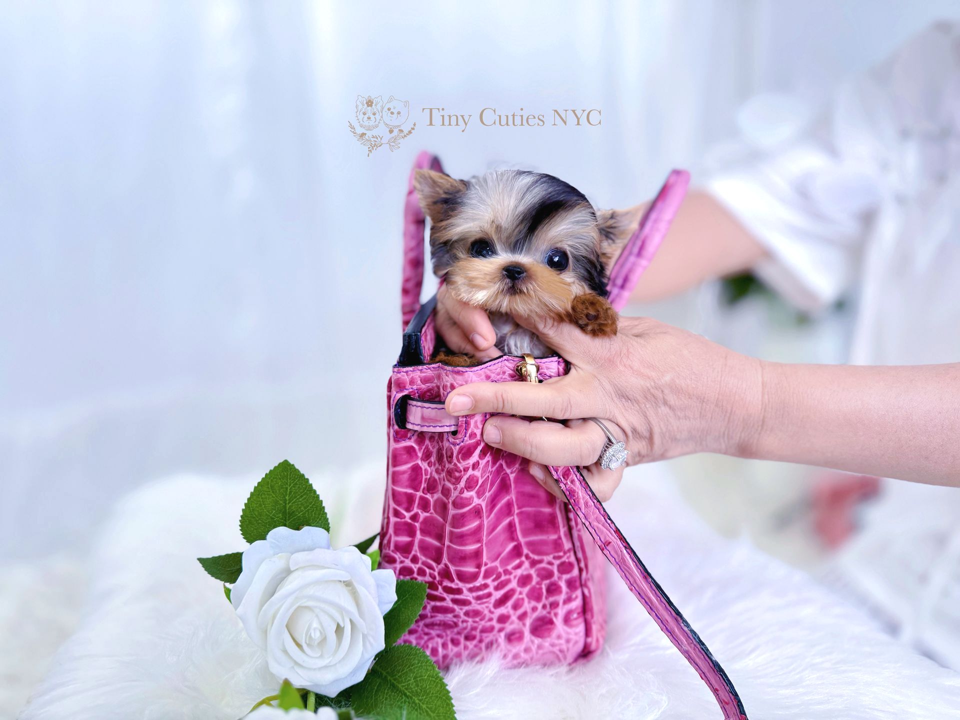 Teacup/Micro Teacup Yorkies | Astoria, NY | Tiny Cuties NYC