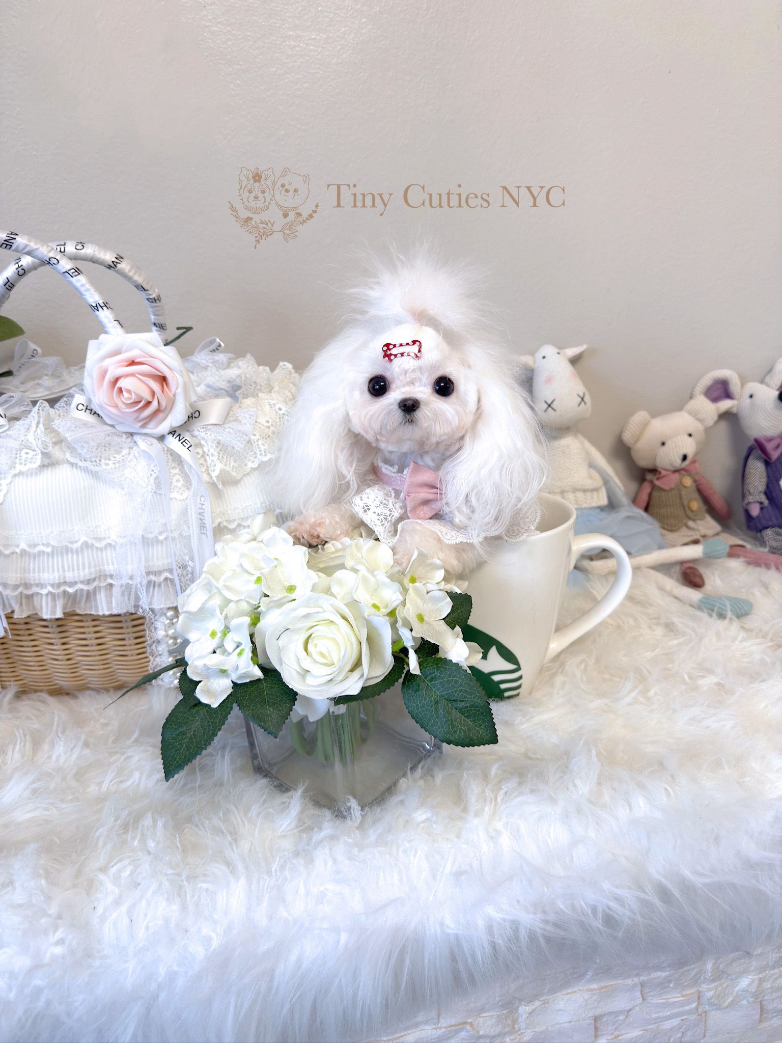Teacup/Micro Teacup Poodle | Astoria, NY | Tiny Cuties NYC