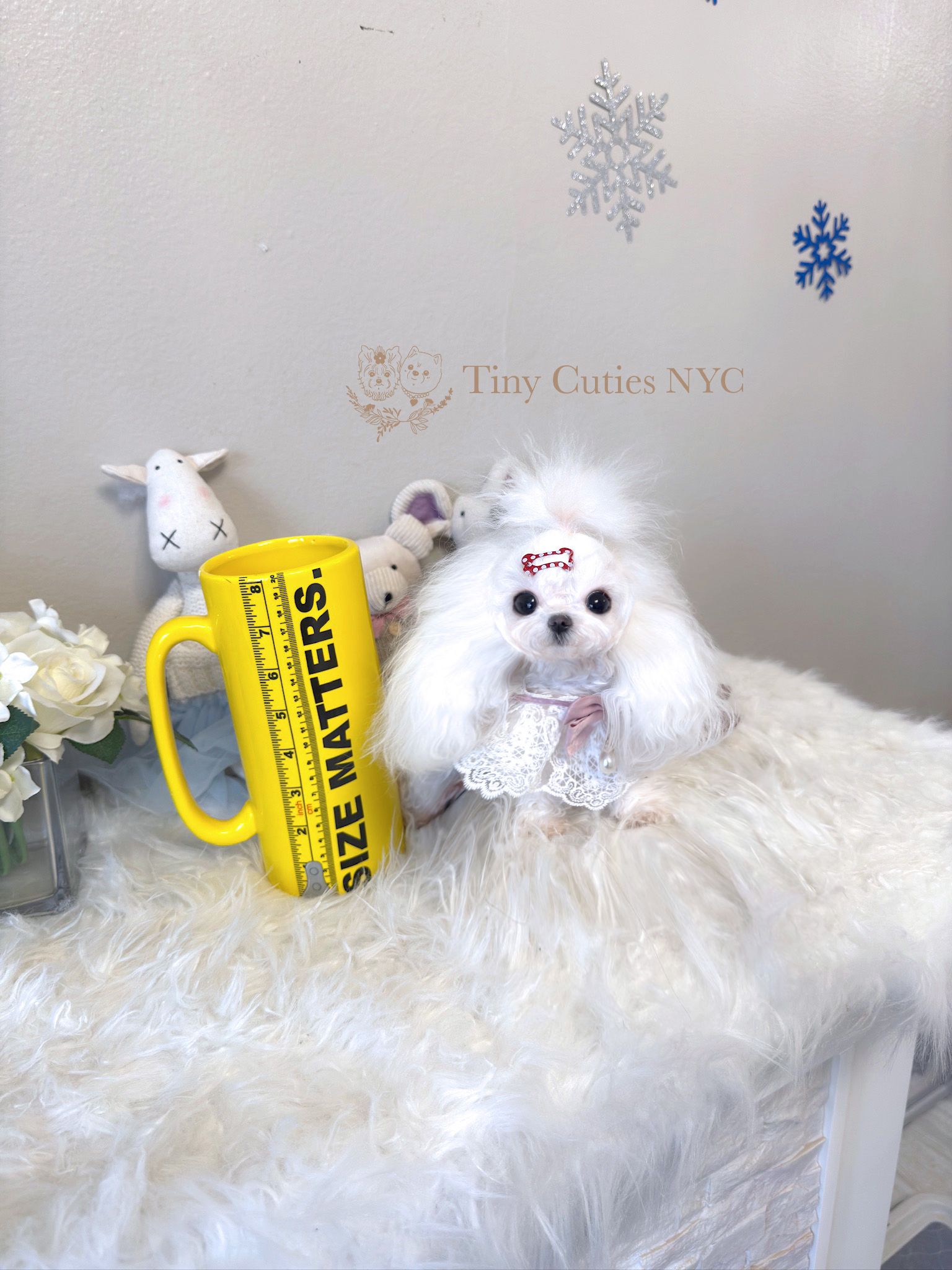 Teacup/Micro Teacup Poodle | Astoria, NY | Tiny Cuties NYC