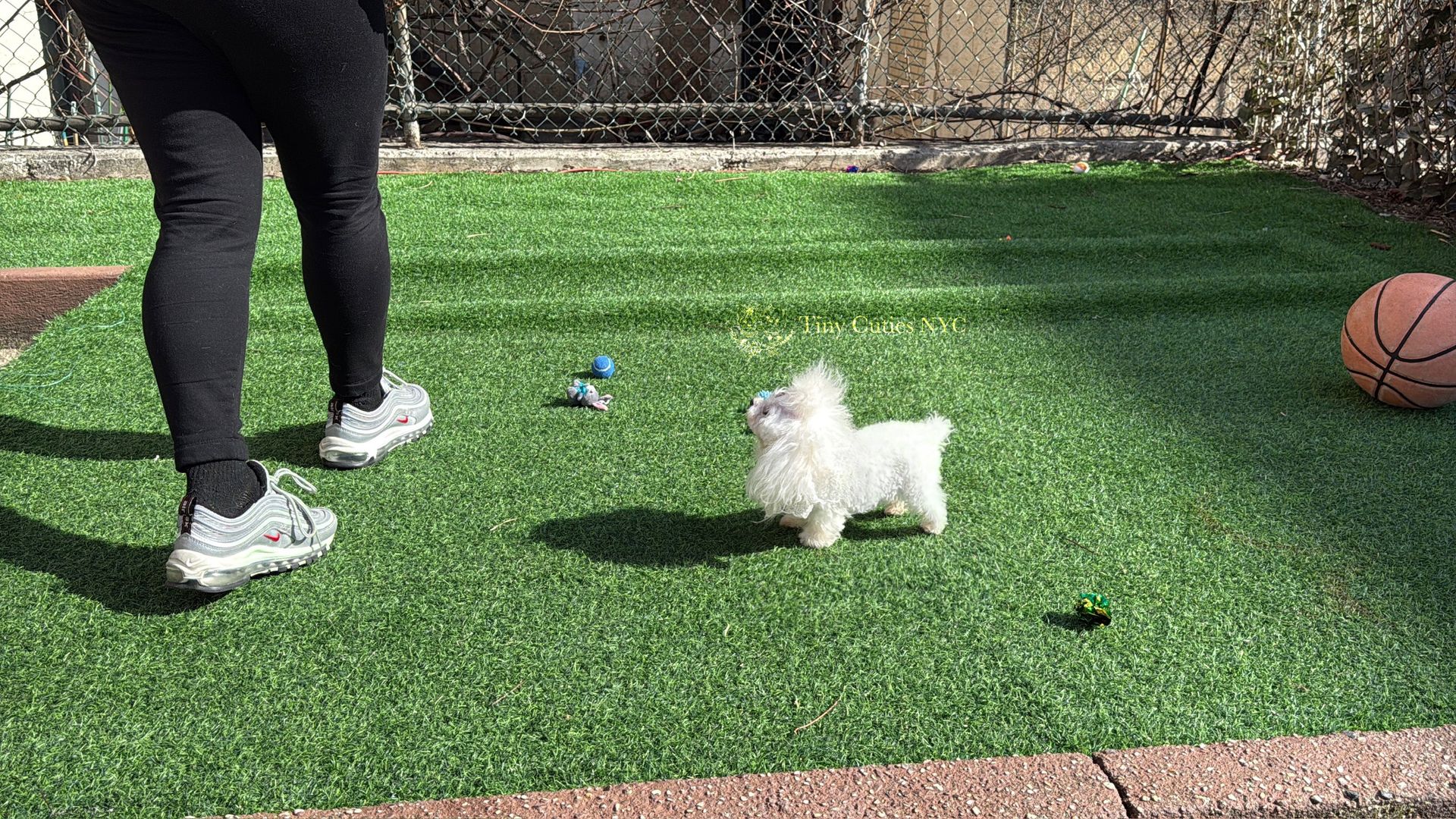 Teacup/Micro Teacup Poodle | Astoria, NY | Tiny Cuties NYC