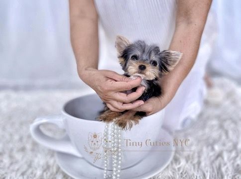 Teacup/Micro Teacup Yorkies | Astoria, NY | Tiny Cuties NYC
