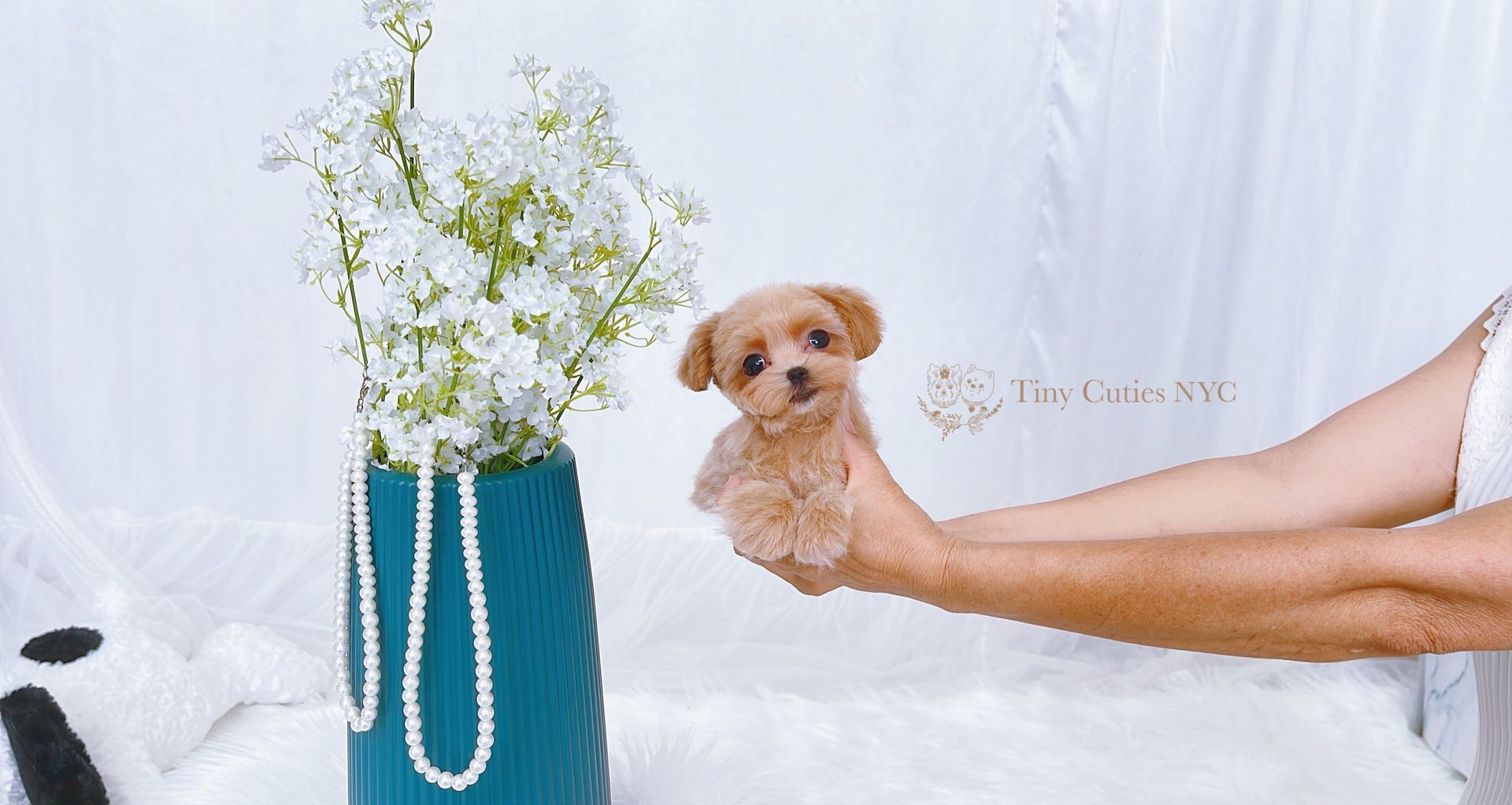 Teacup/Micro Teacup Maltipoos | Astoria, NY | Tiny Cuties NYC