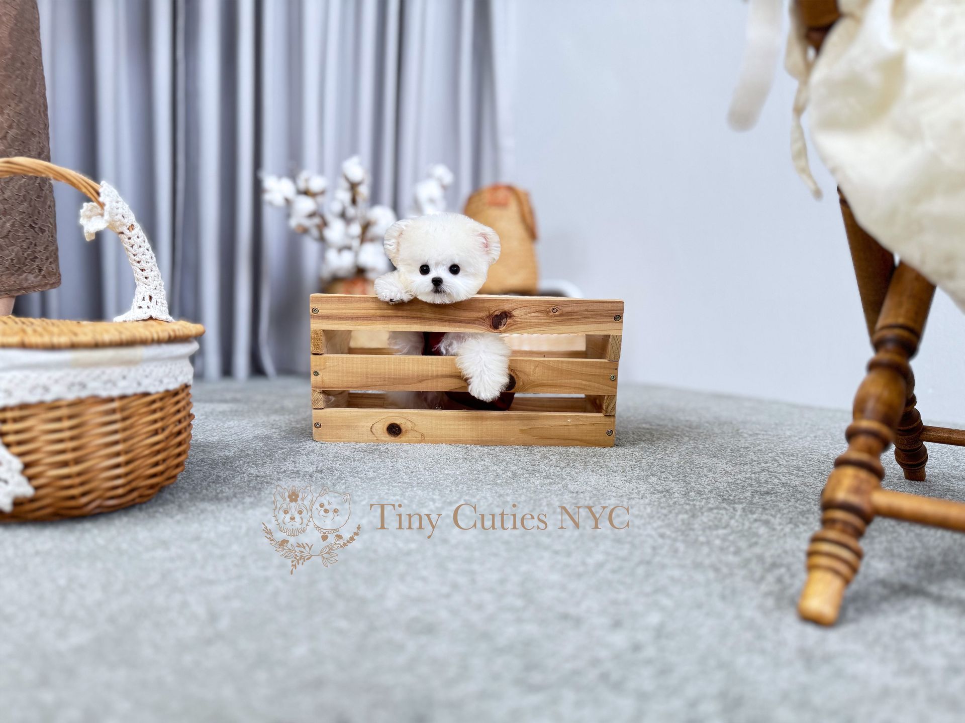 Teacup/Micro Teacup Yorkies | Astoria, NY | Tiny Cuties NYC