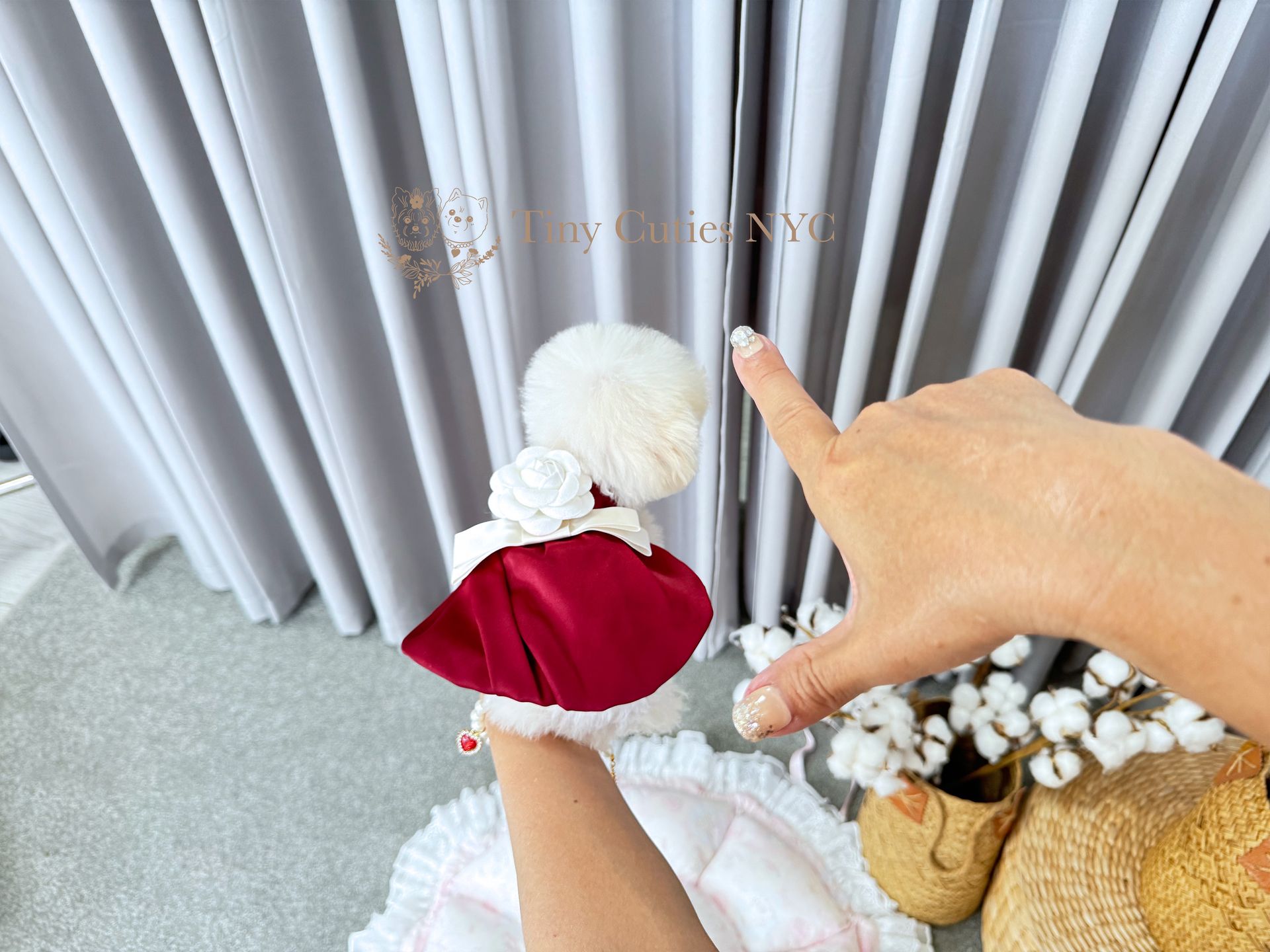 Teacup/Micro Teacup Yorkies | Astoria, NY | Tiny Cuties NYC