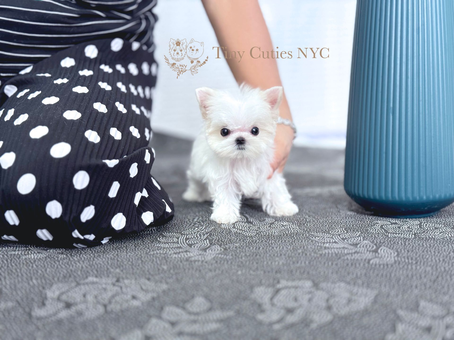 Teacup/Micro Teacup Maltese | Astoria, NY | Tiny Cuties NYC