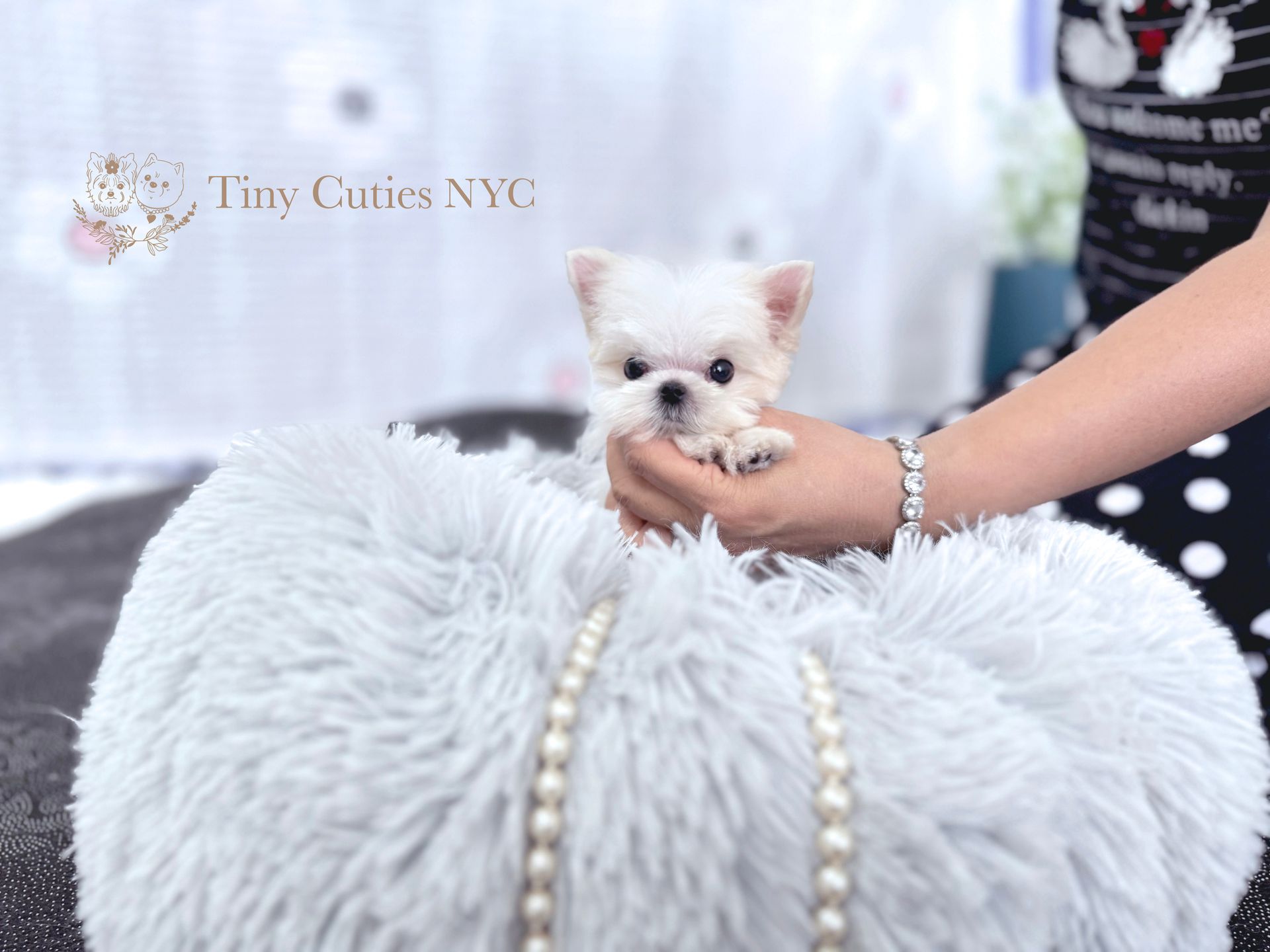 Teacup/Micro Teacup Maltese | Astoria, NY | Tiny Cuties NYC