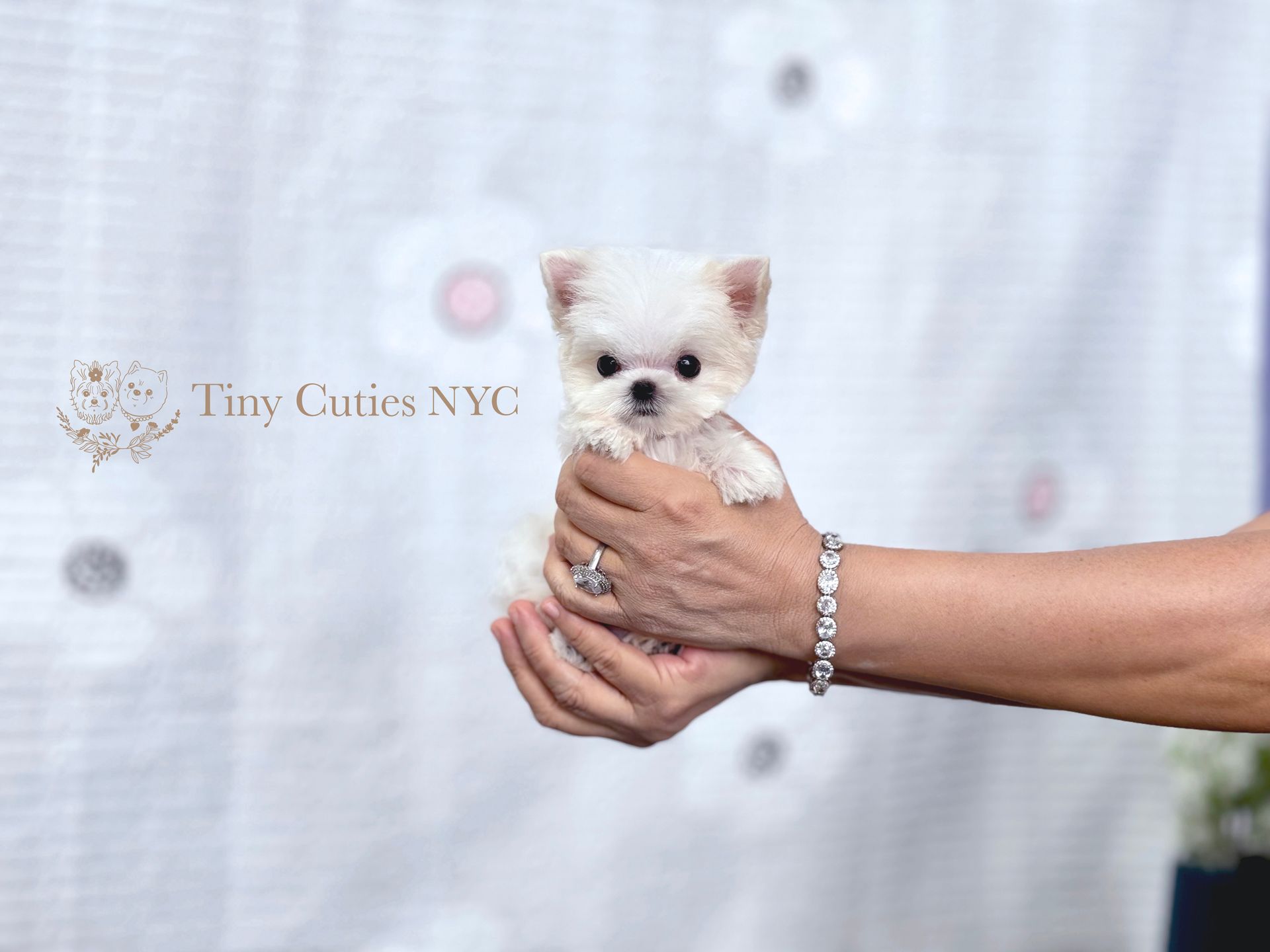 Teacup/Micro Teacup Maltese | Astoria, NY | Tiny Cuties NYC
