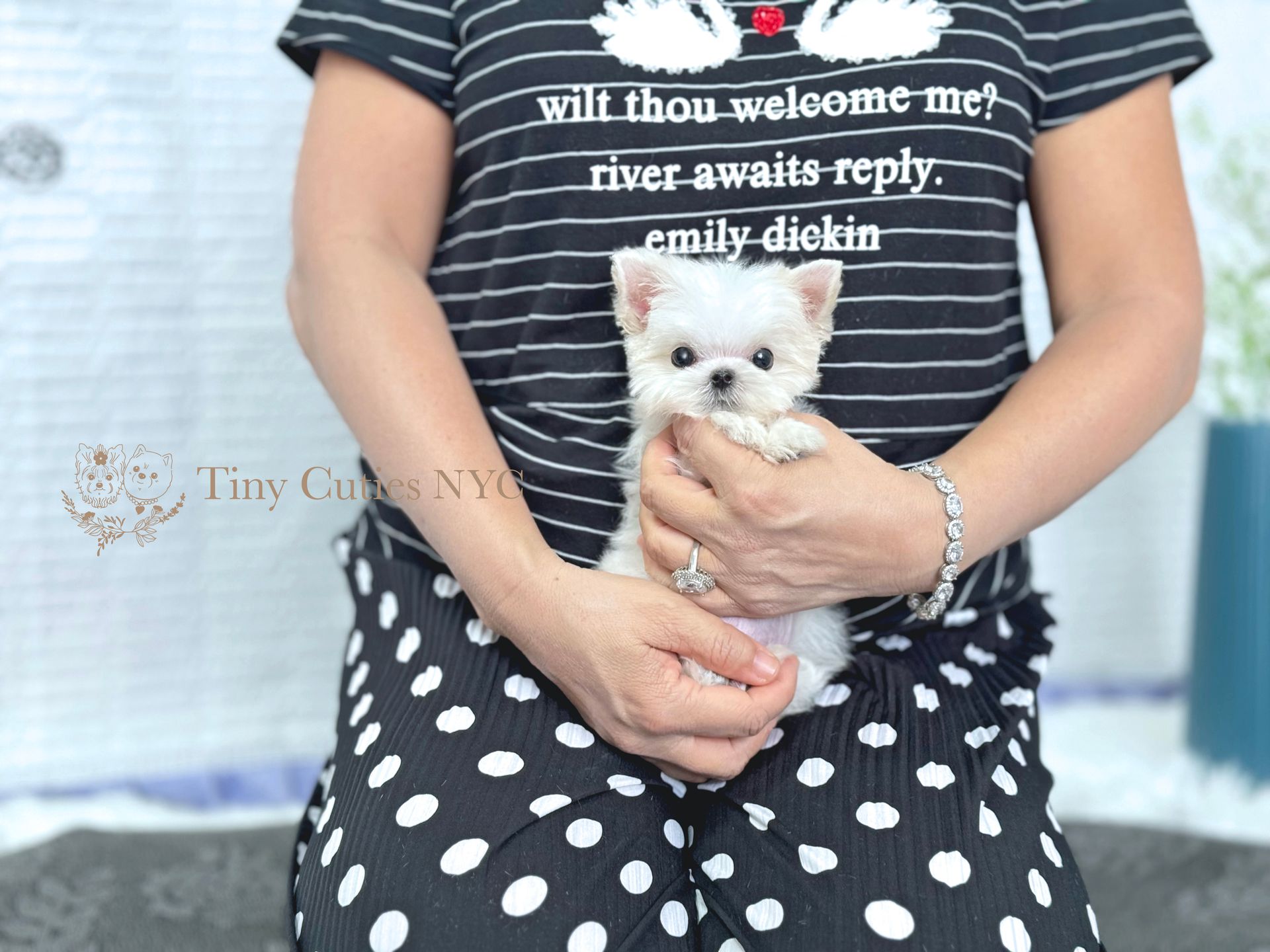 Teacup/Micro Teacup Maltese | Astoria, NY | Tiny Cuties NYC