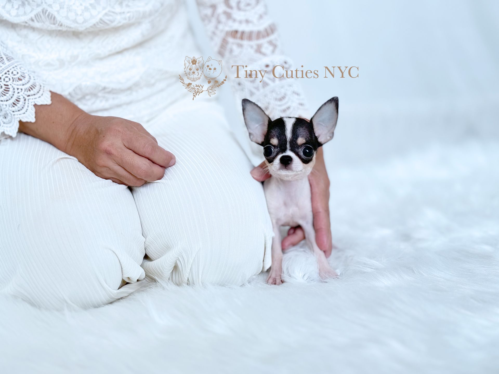 Teacup/Micro Teacup Chihuahua | Astoria, NY | Tiny Cuties NYC