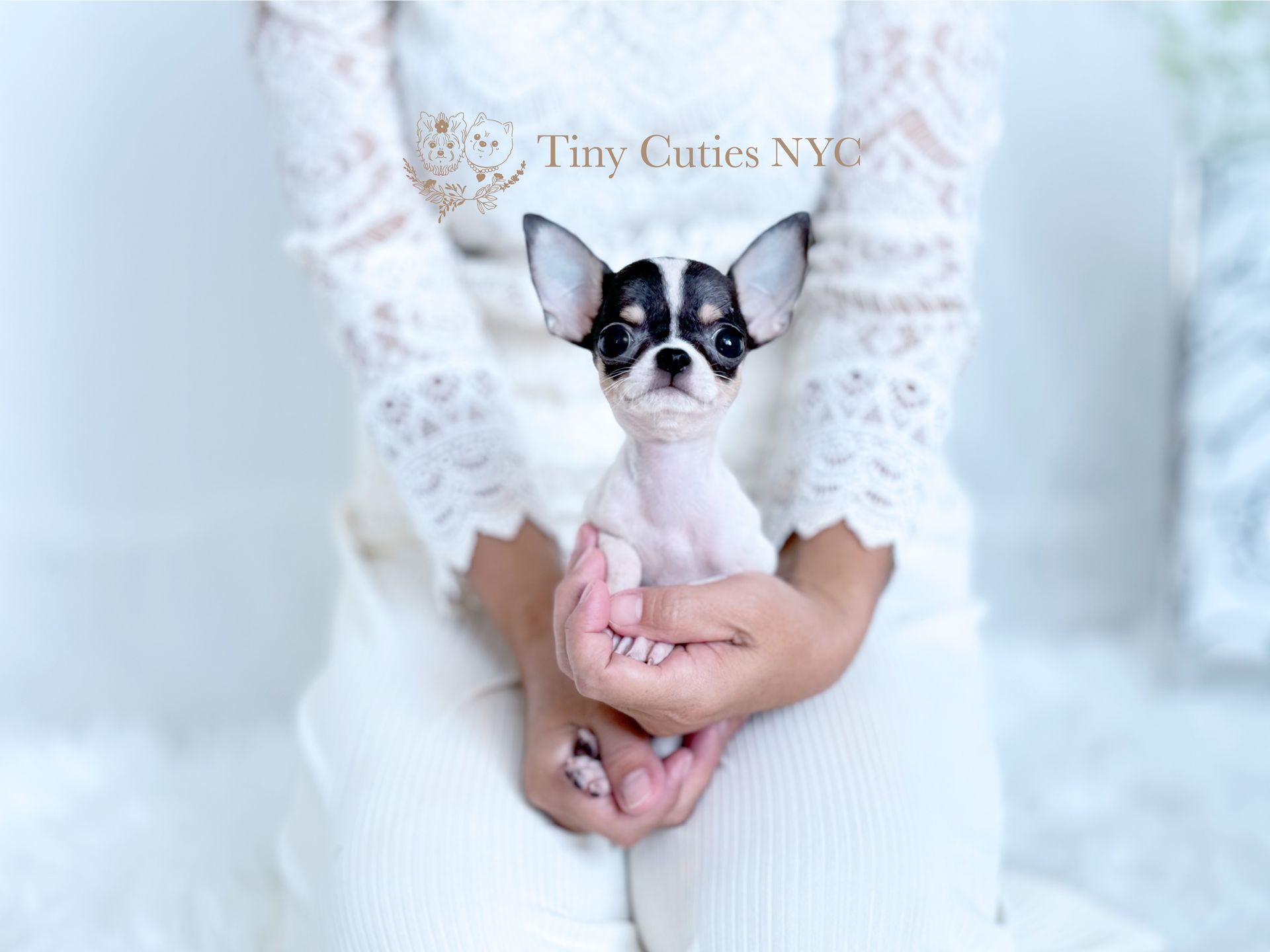 Teacup/Micro Teacup Chihuahua | Astoria, NY | Tiny Cuties NYC