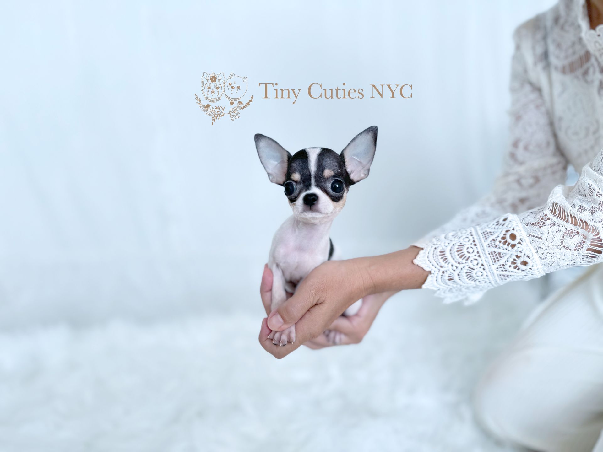 Teacup/Micro Teacup Chihuahua | Astoria, NY | Tiny Cuties NYC