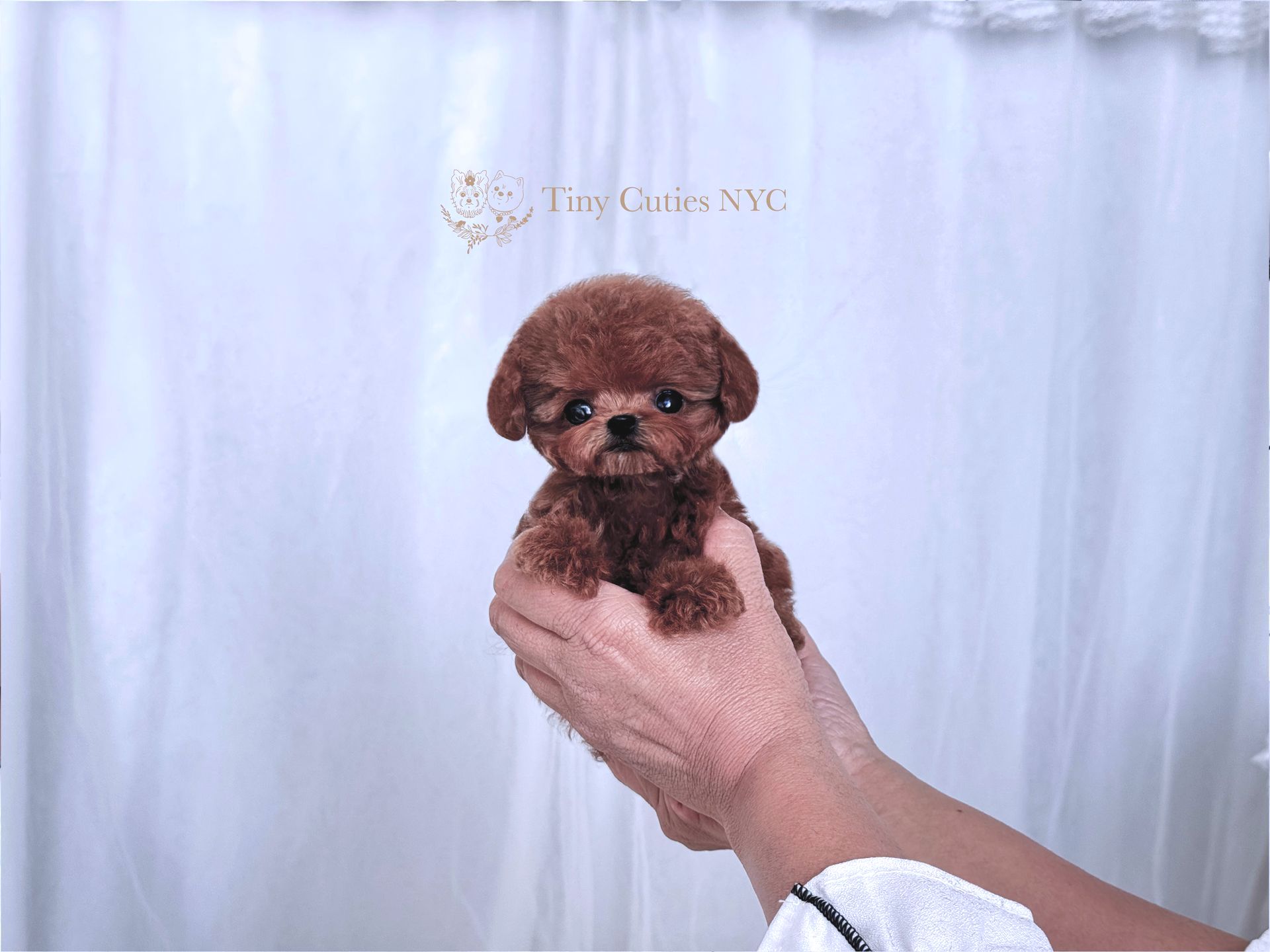 Teacup/Micro Teacup Poodle | Astoria, NY | Tiny Cuties NYC
