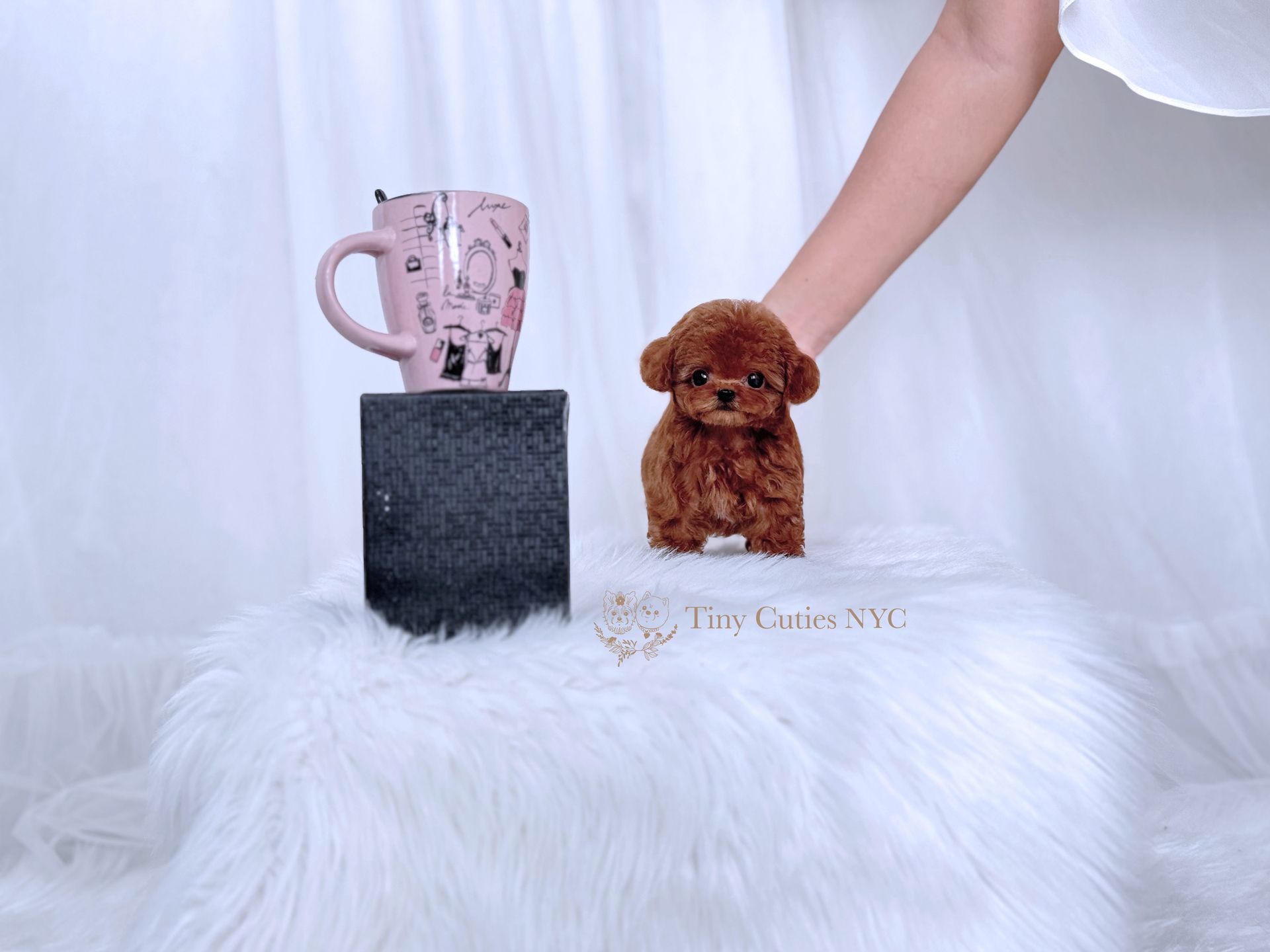 Teacup/Micro Teacup Poodle | Astoria, NY | Tiny Cuties NYC