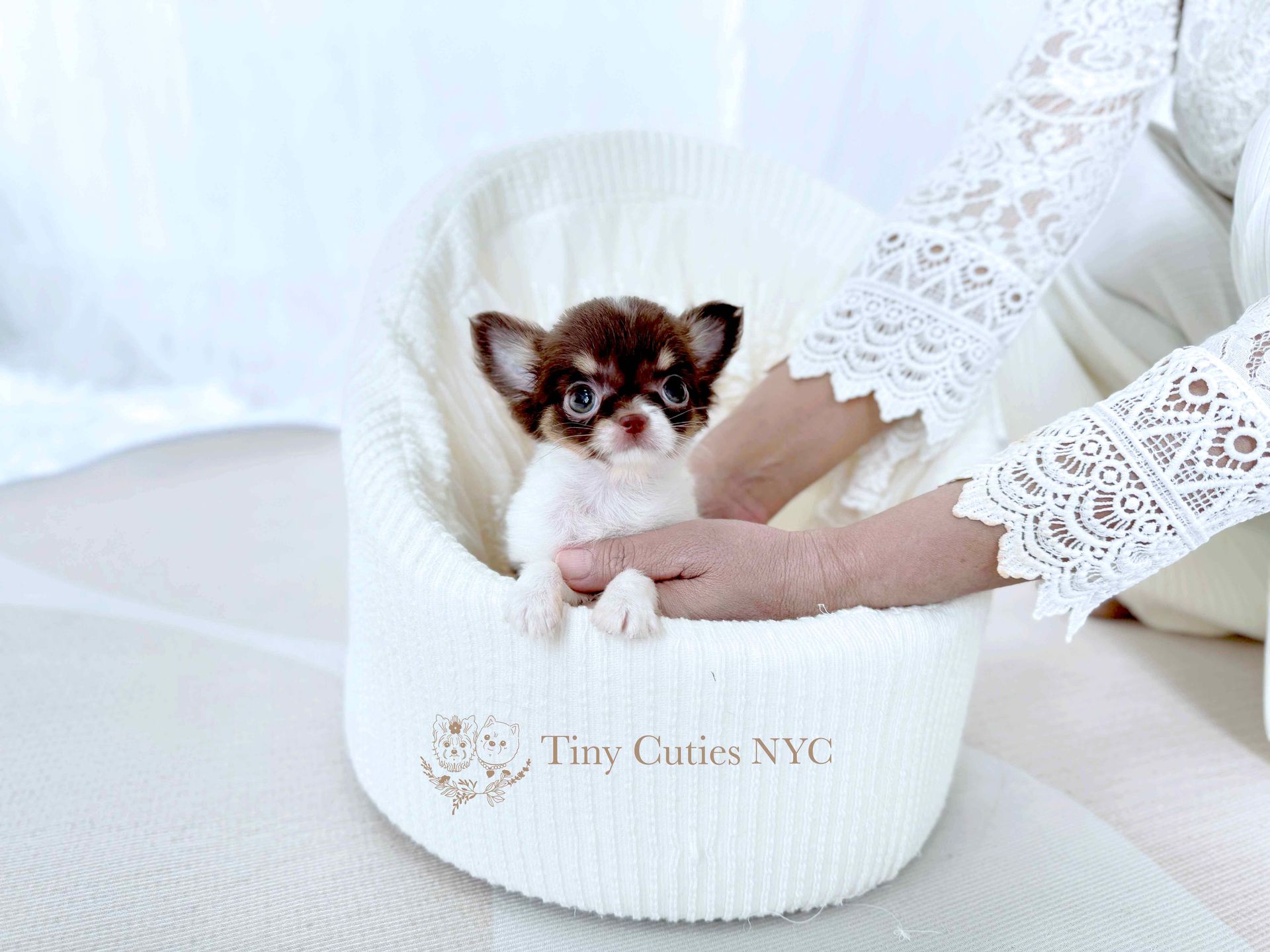 Teacup/Micro Teacup Chihuahua | Astoria, NY | Tiny Cuties NYC