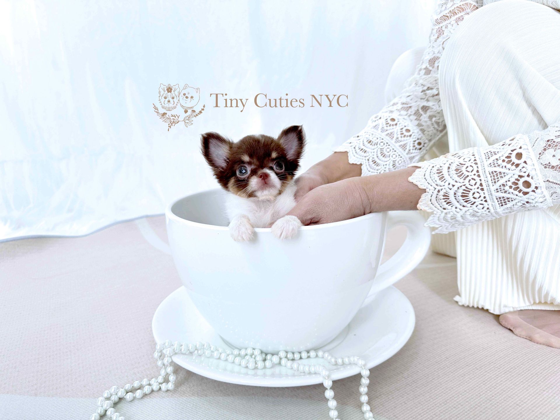 Teacup/Micro Teacup Chihuahua | Astoria, NY | Tiny Cuties NYC